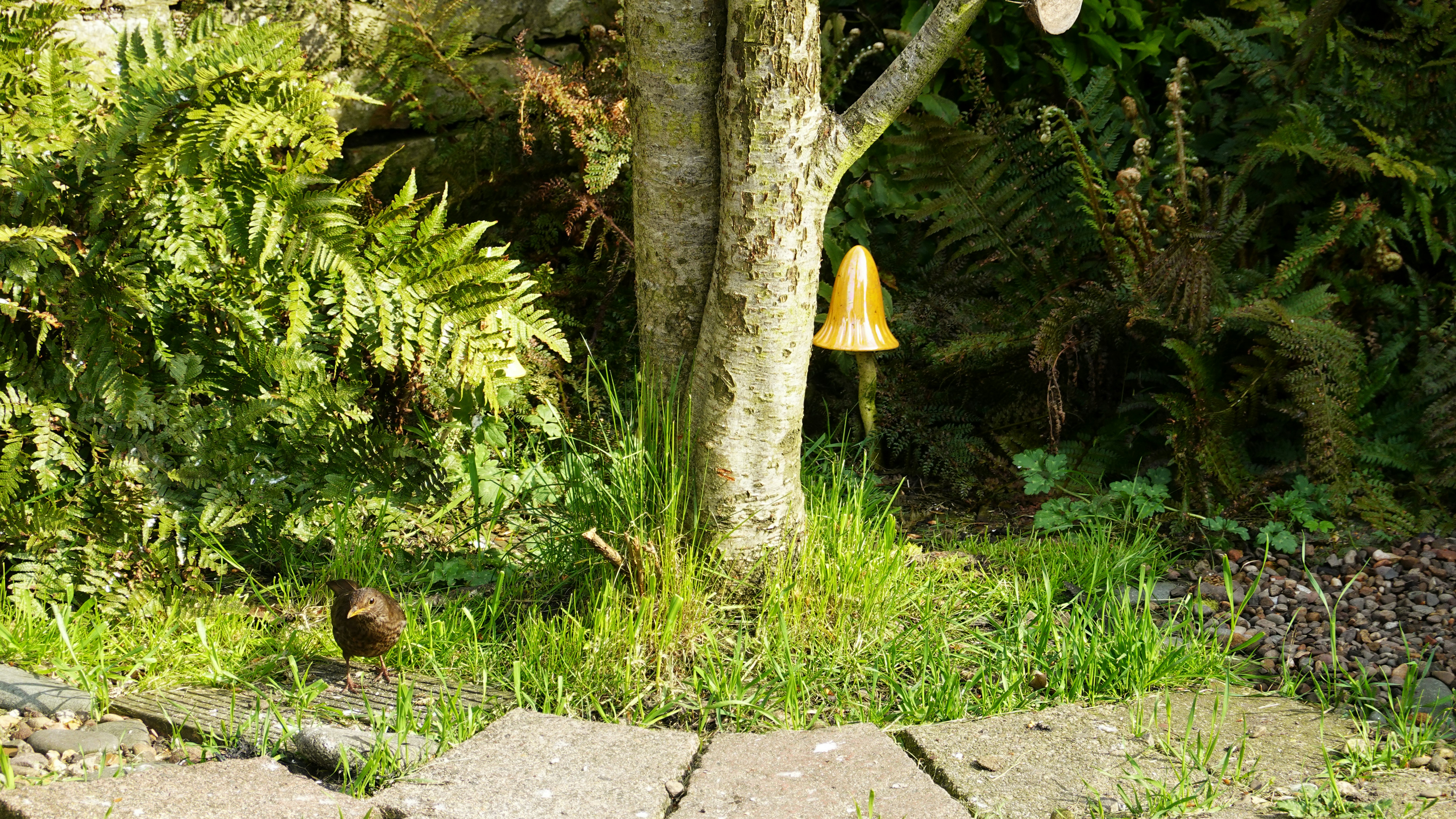 Mossy Pathway at the Corner of the Fern Garden