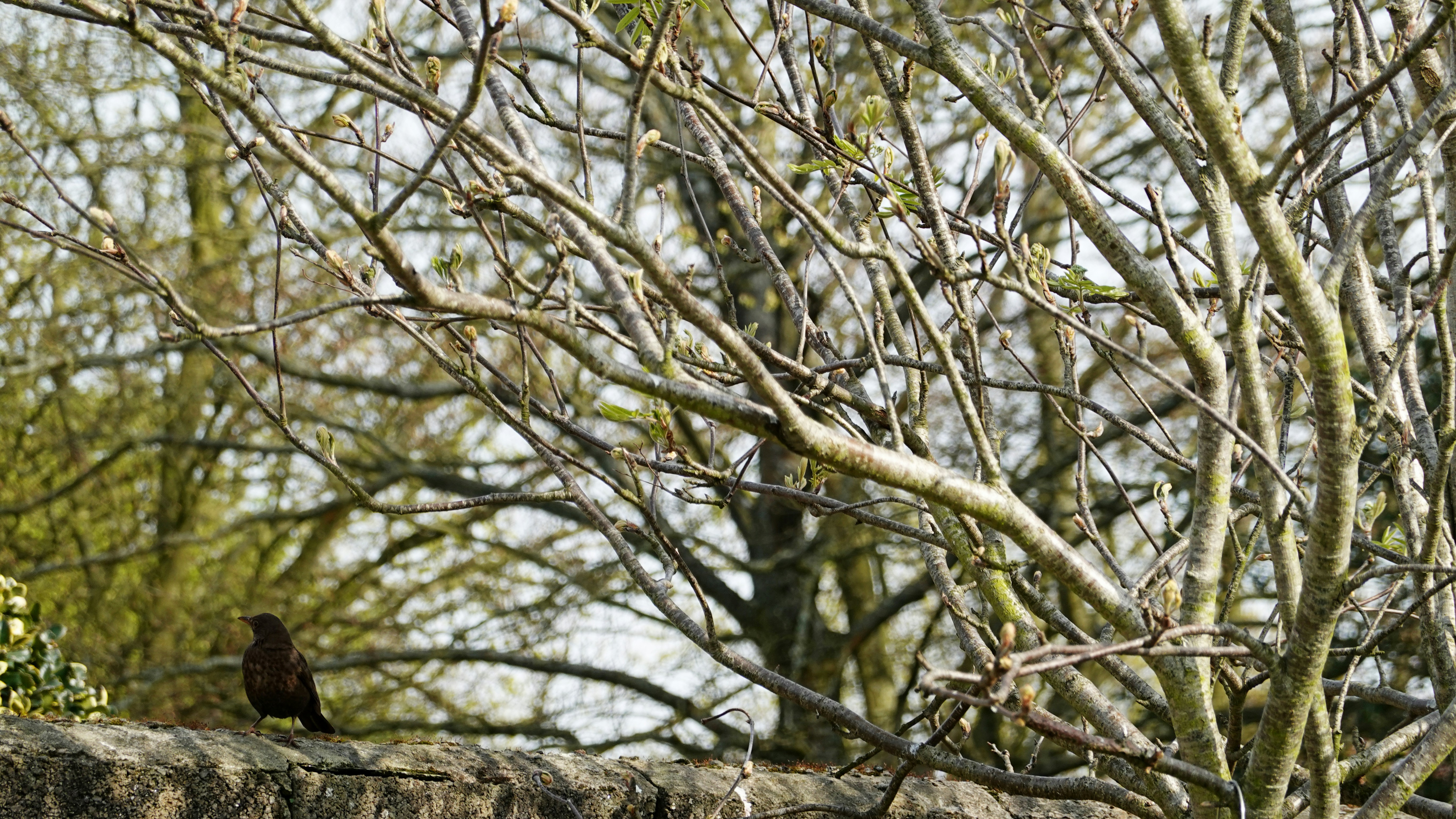 A lone crow perches on a mossy ledge beneath a tangle of bare branches