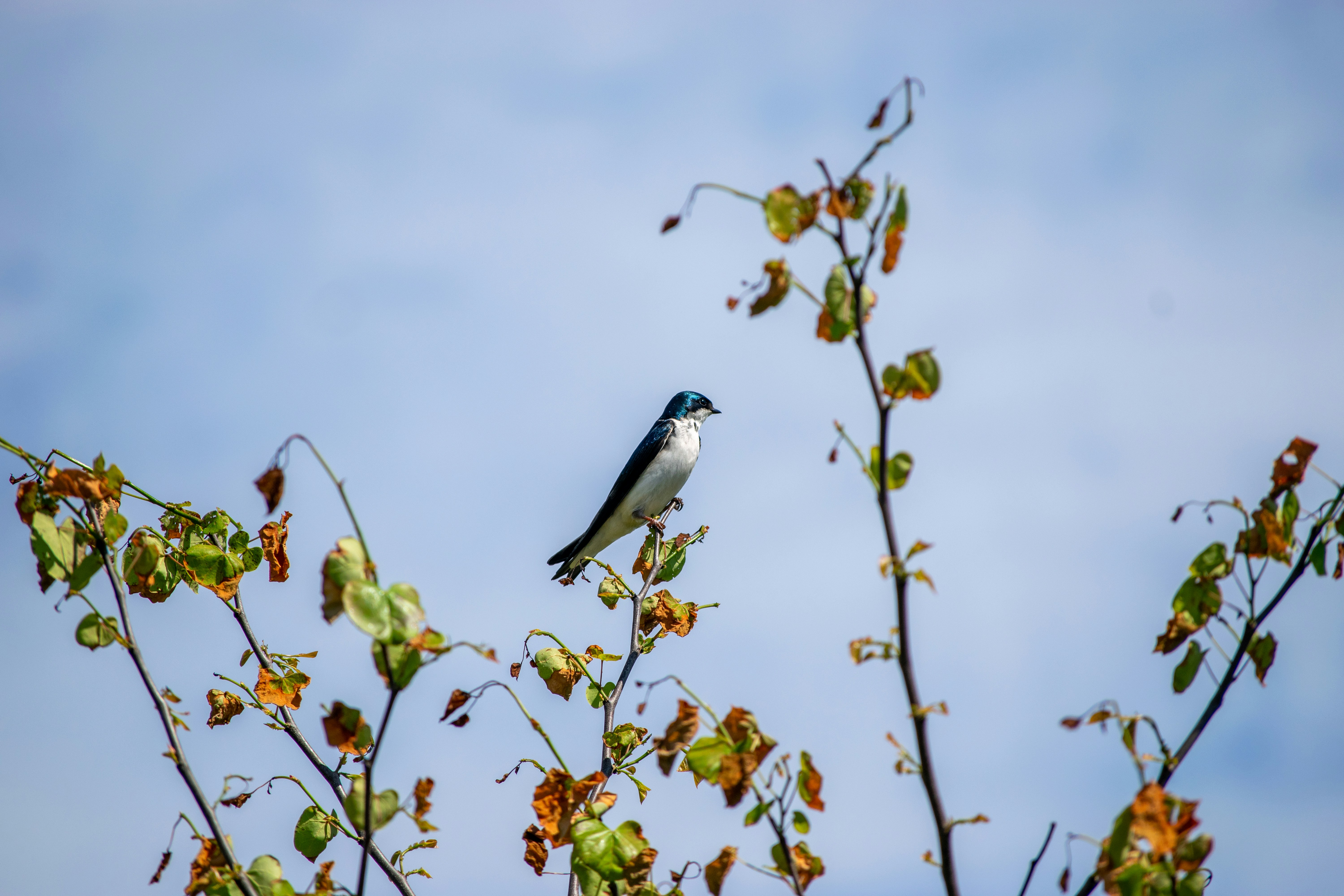 Tiny Hunter on a Quiet Branch