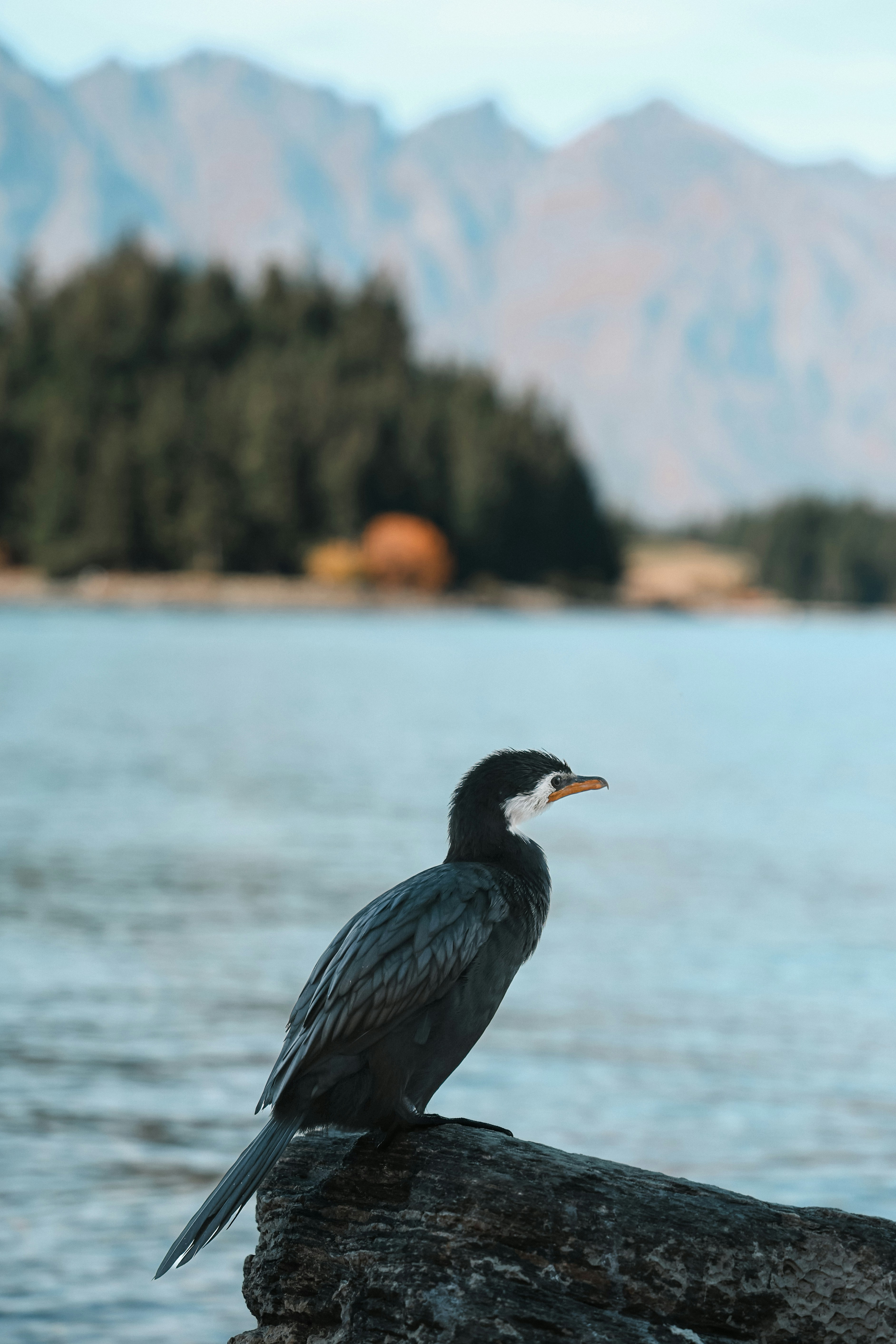 Crooked-beak Sentinel: A cormorant on a weathered rock by a tranquil lake