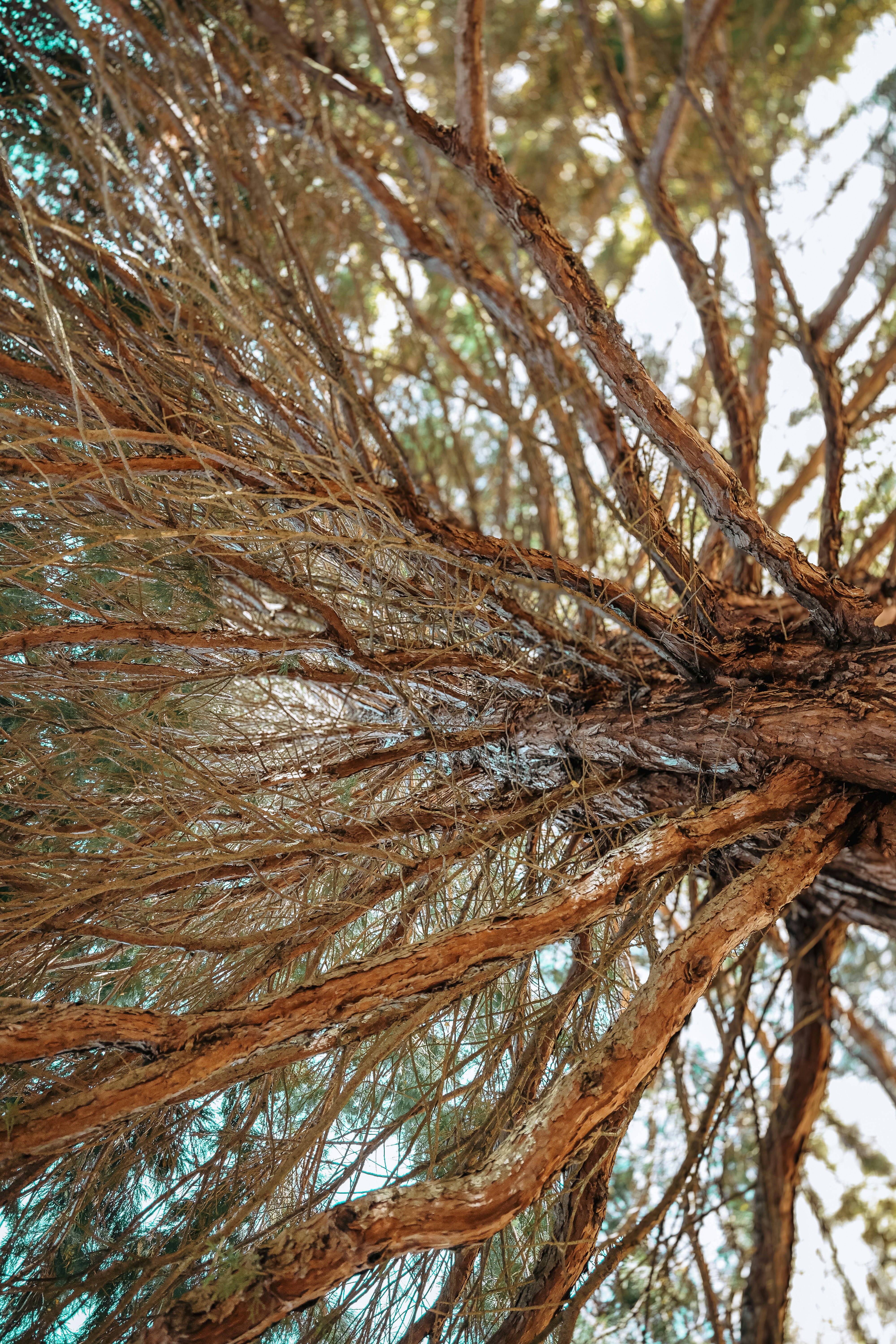 Branching Skyline: A Canopy of Weathered Pines Spreads Across the Frame