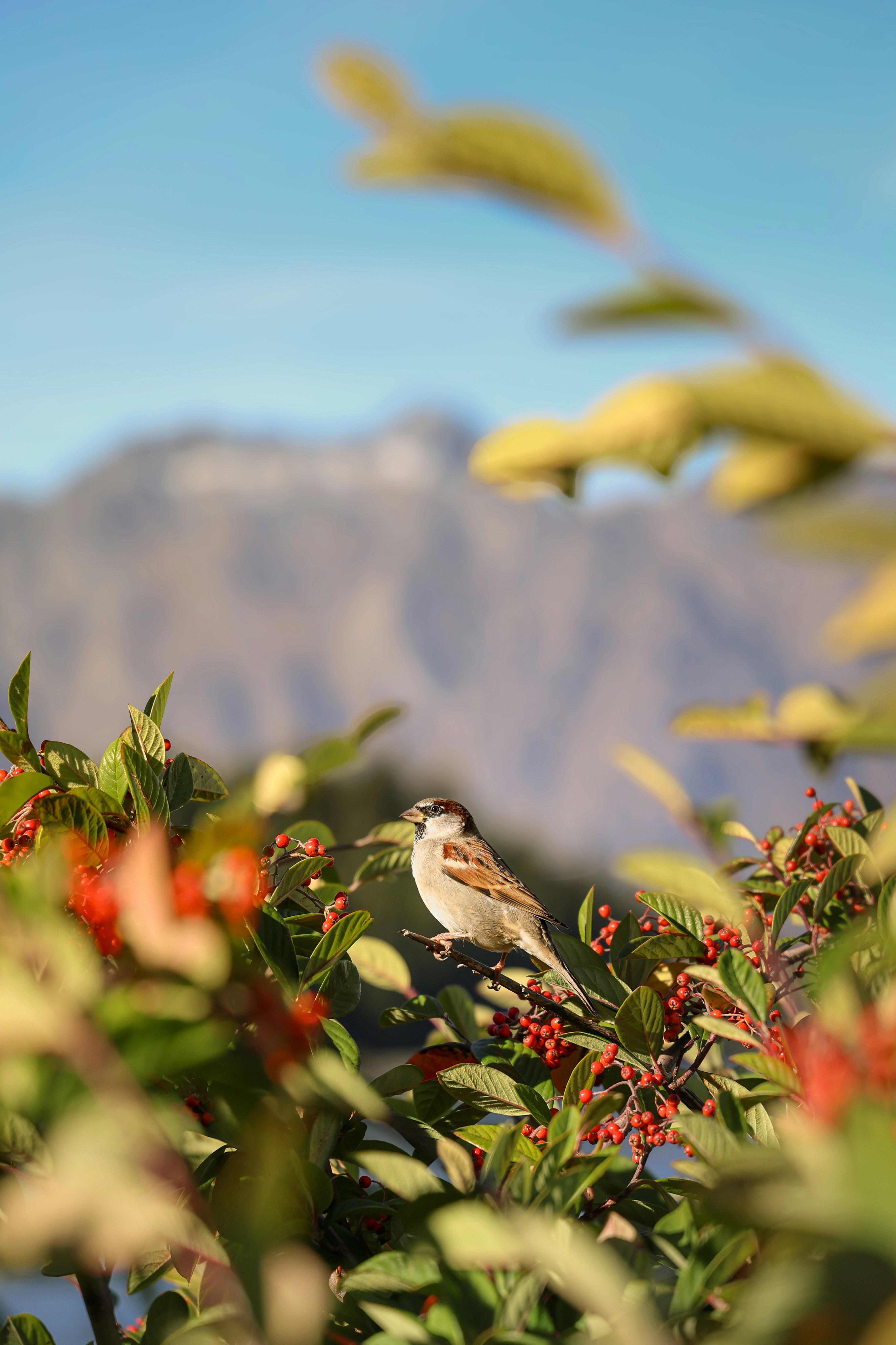 Perched Warbler Among Scarlet Berries with Desert Backdrop