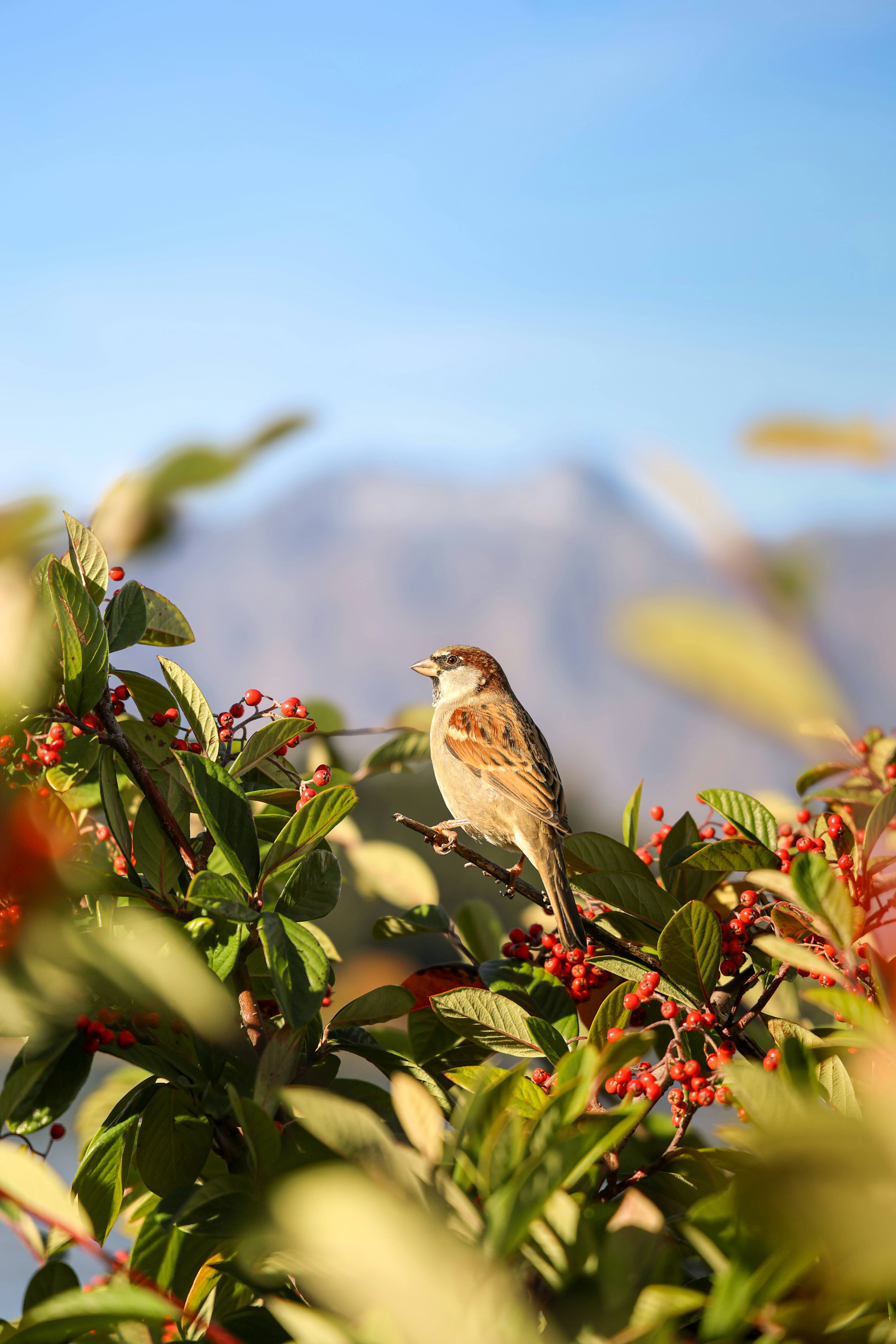 Perched on Red Berries: A Bright-eyed Songbird against Mountain Backdrop