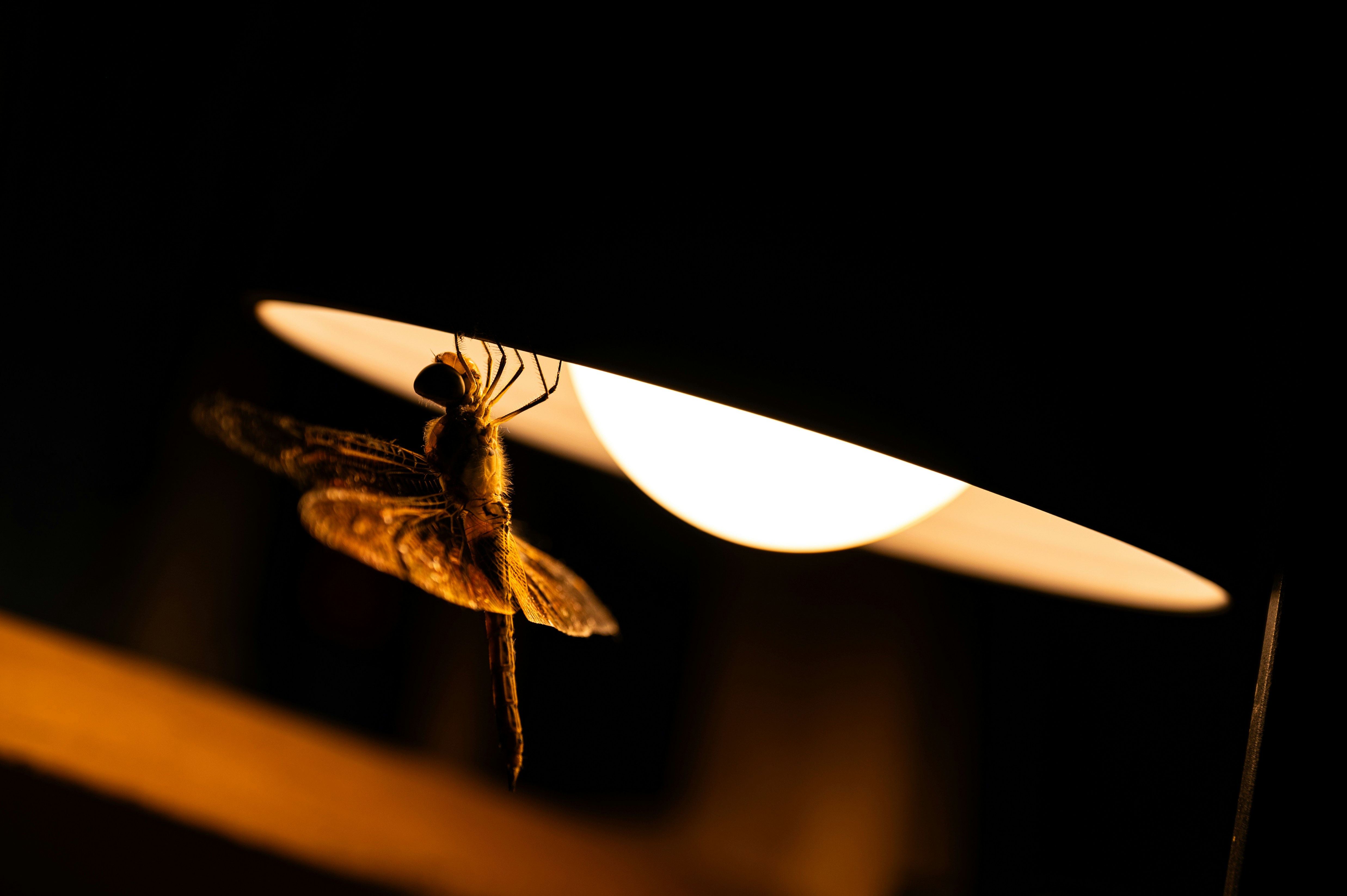 Under the Warm Halo: A Dragonfly Draped in Copper Light