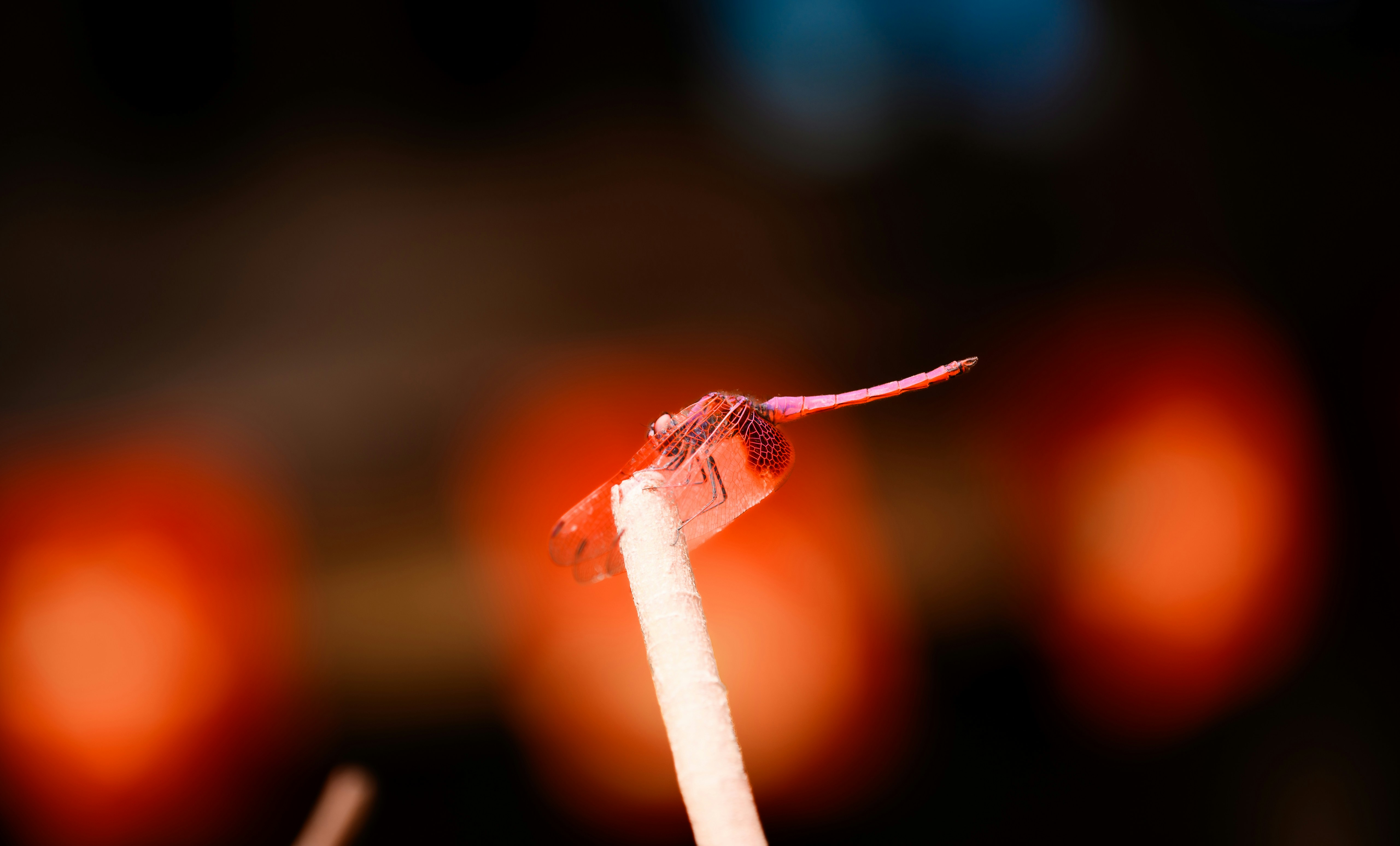 Cradle Torch: A Bud of Light on a Luminous Filament