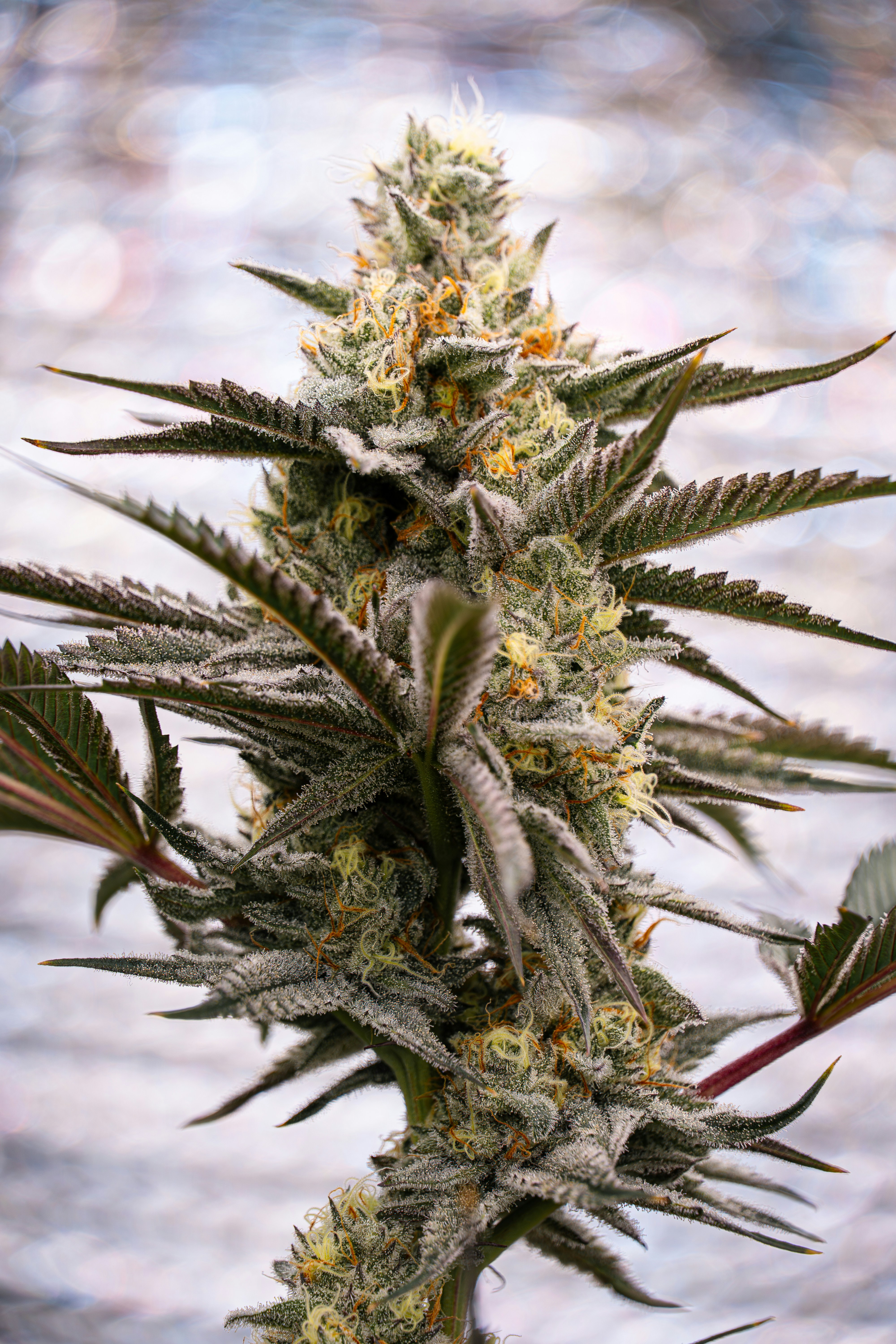 Frost-kissed Cannabis Cola: A Close-up of a Bud in Winter Light