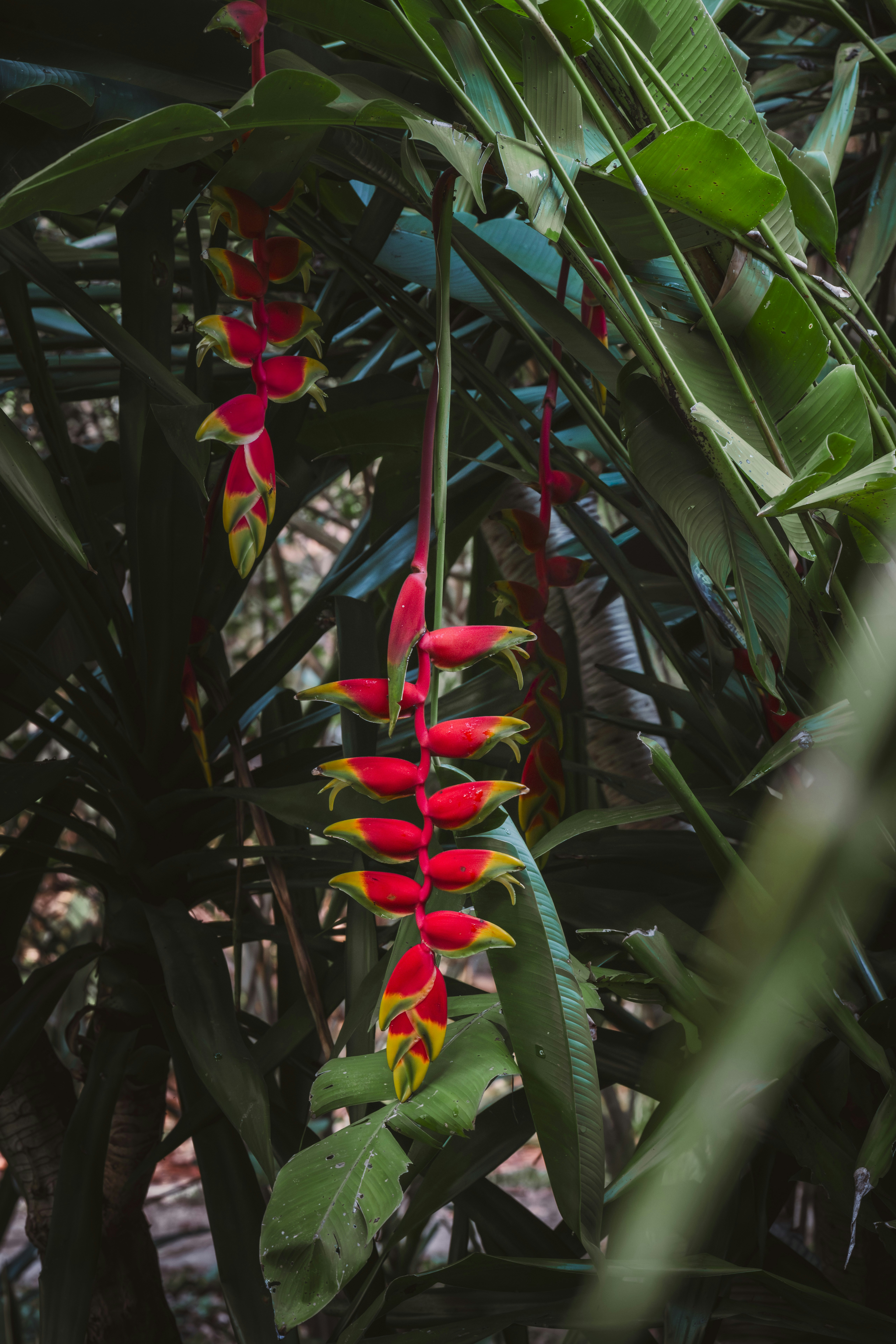 Vibrant Crimson Heliconia Cascade Surrounded by Dense Tropical Foliage