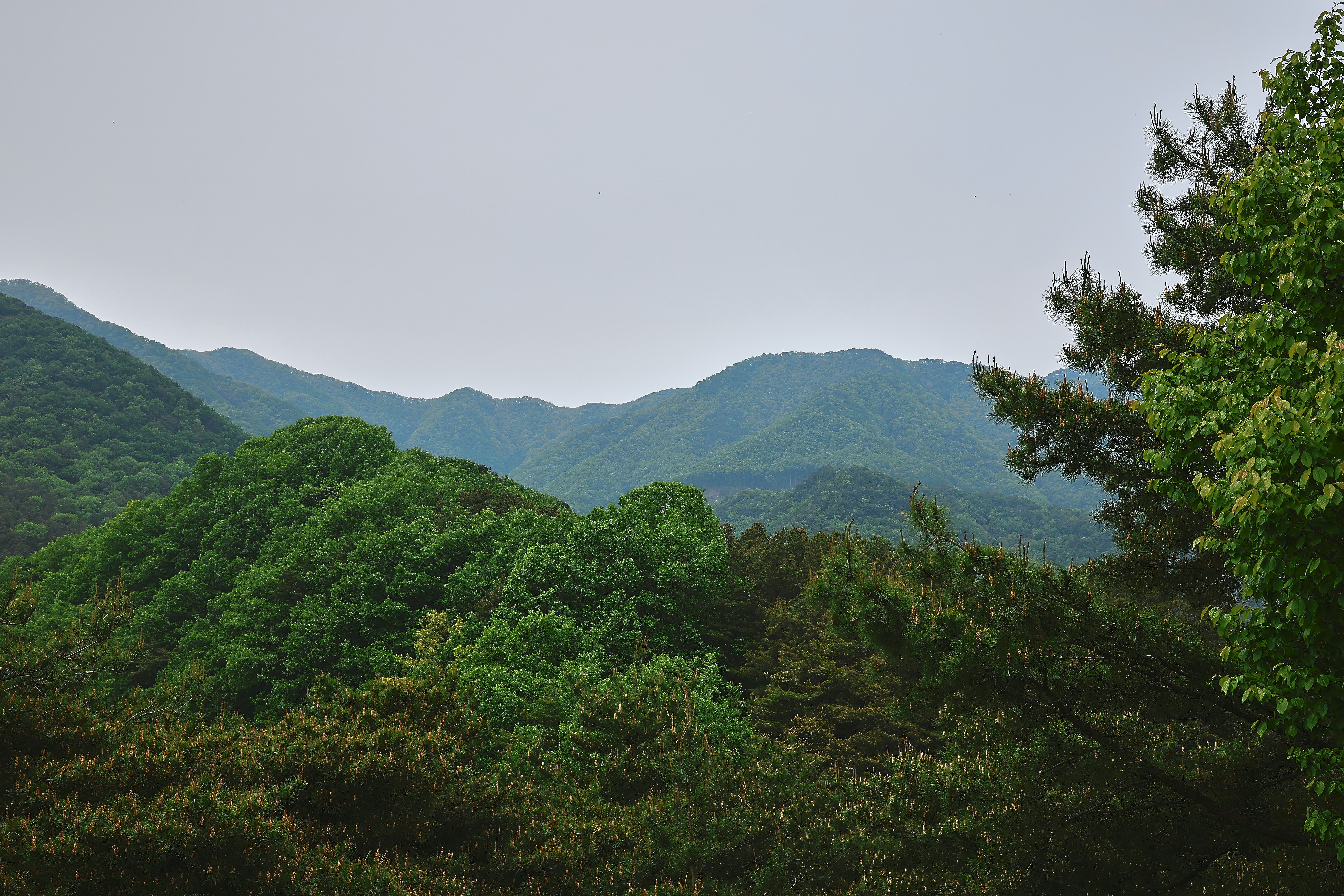 Misty Ridge: Green Carved Peaks Beneath Quiet Sky