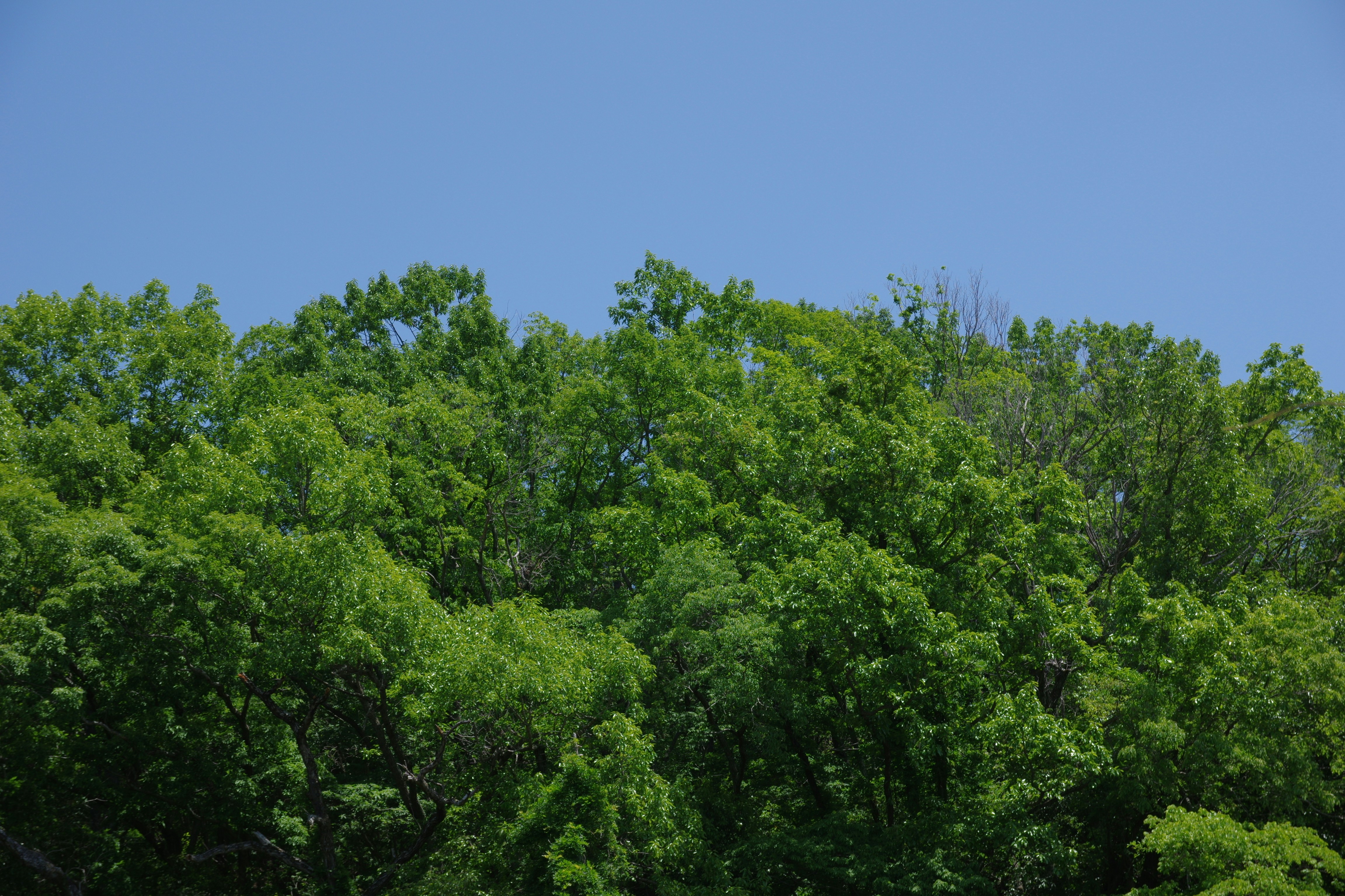 Verdant Crown: Canopy Against a Clear Blue Sky