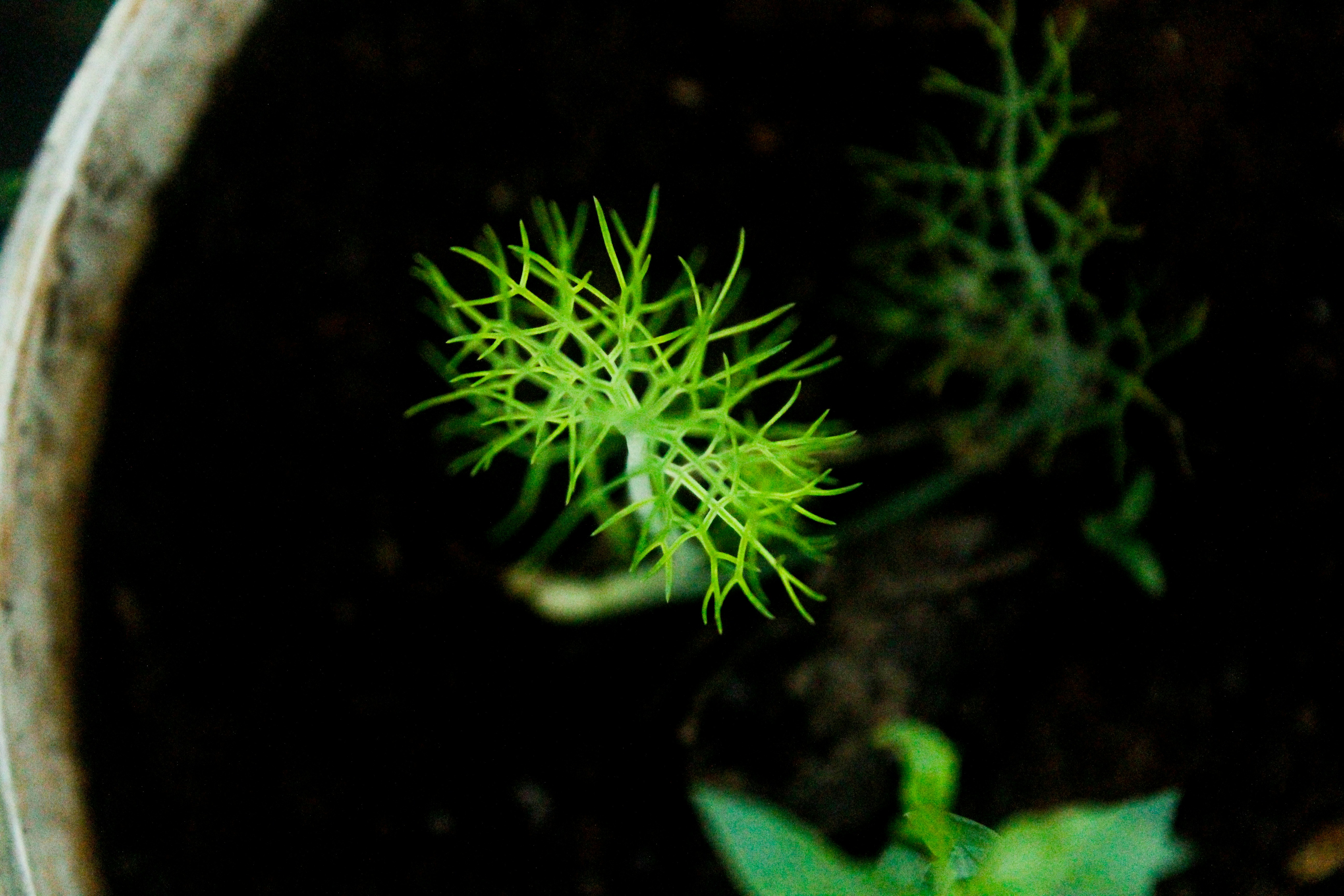 Emerald Cypress Seedling in a Pot: Delicate Fronds Meet Dark Soil
