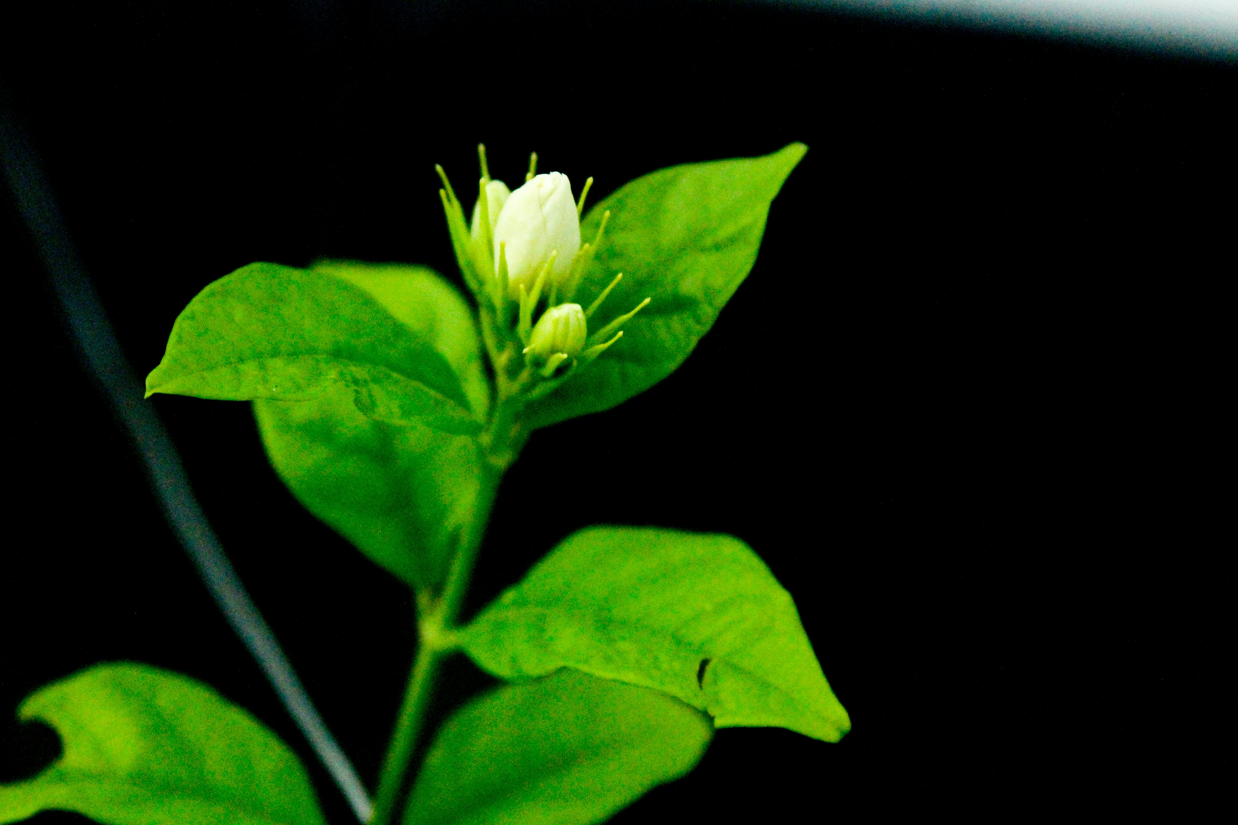Emerging Buds: A Quiet Green Whisper Against Night