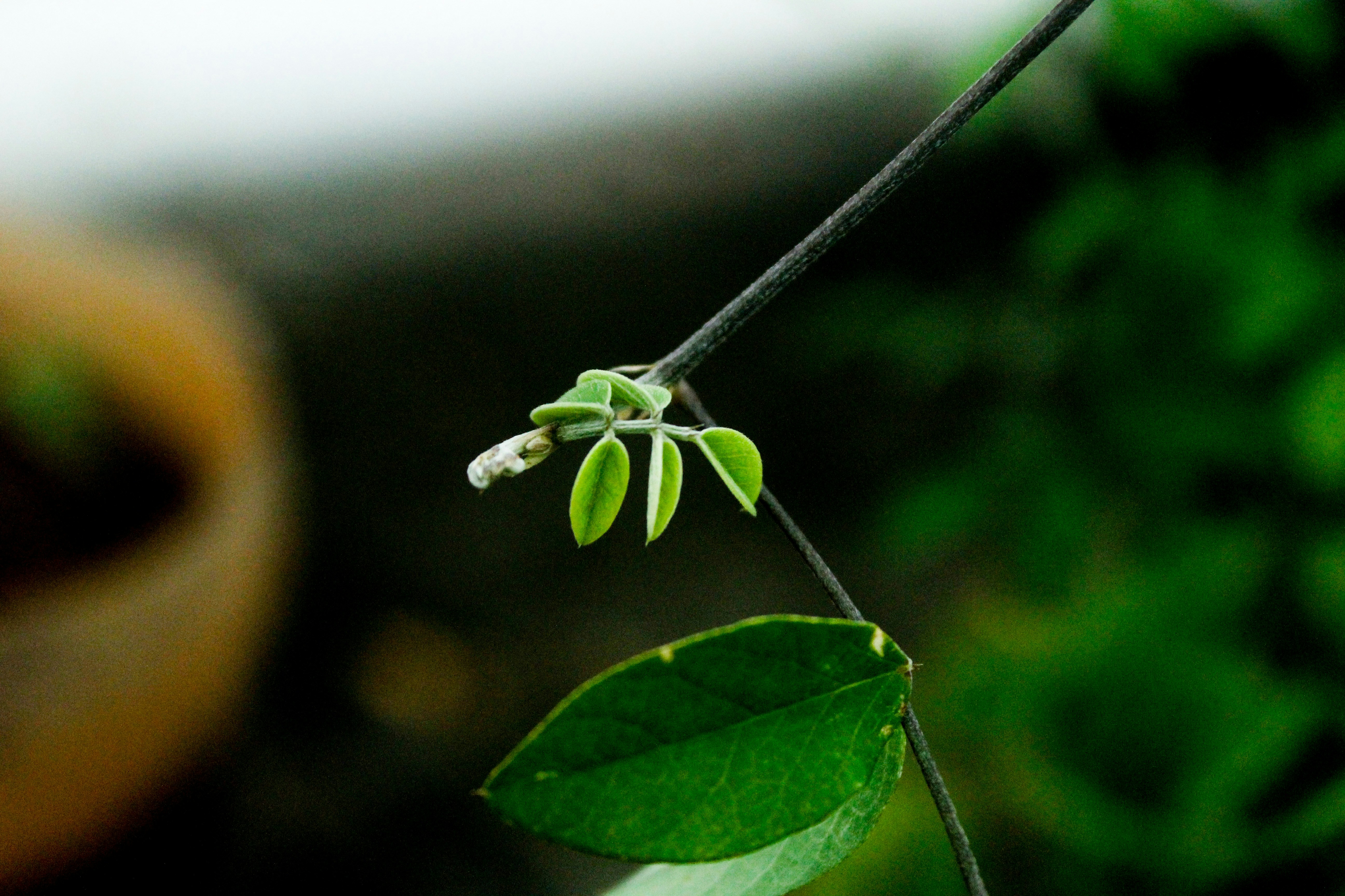 Minimalist vine with tender green leaves on a slender stem