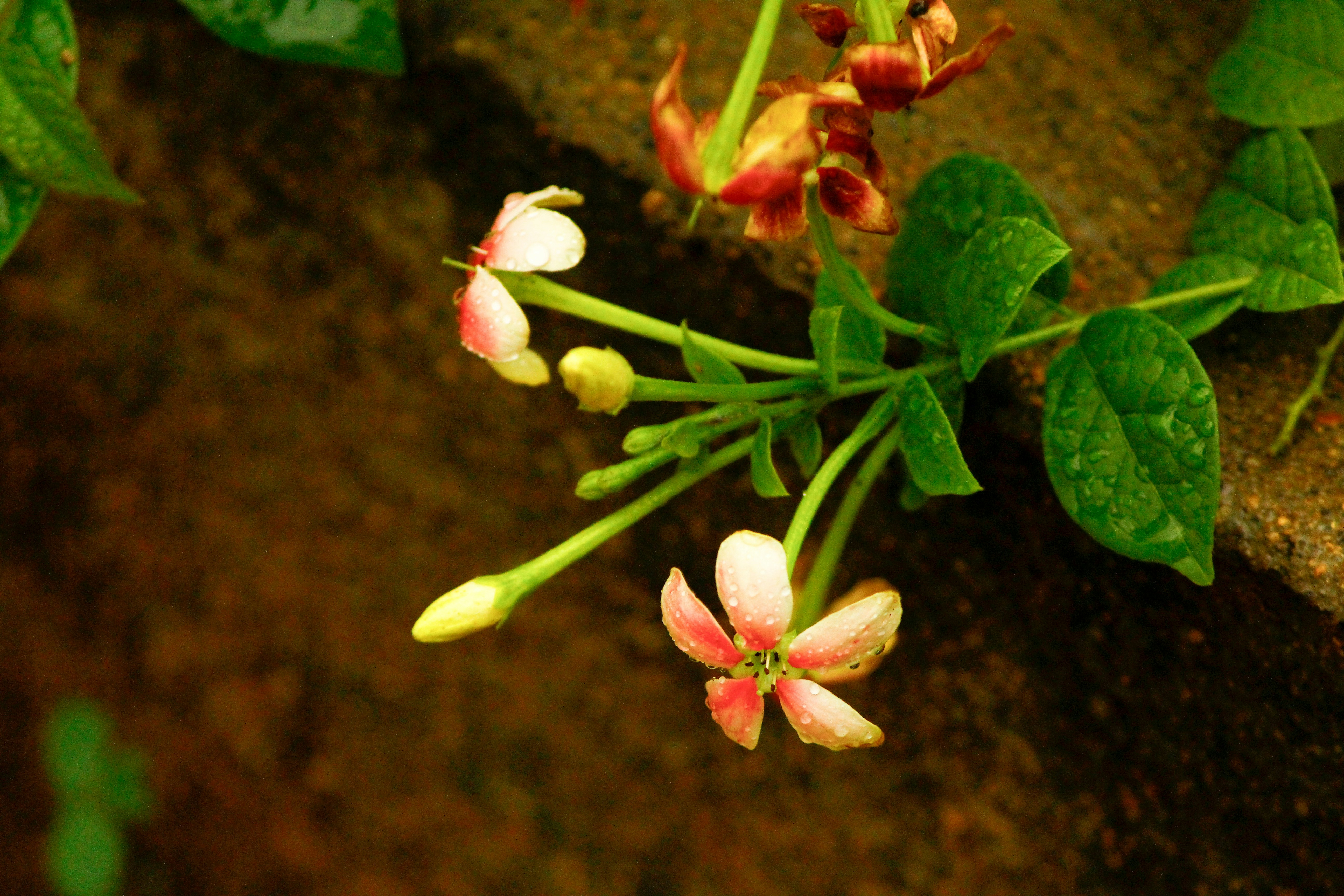Blooming Moment on Mossy Wall
