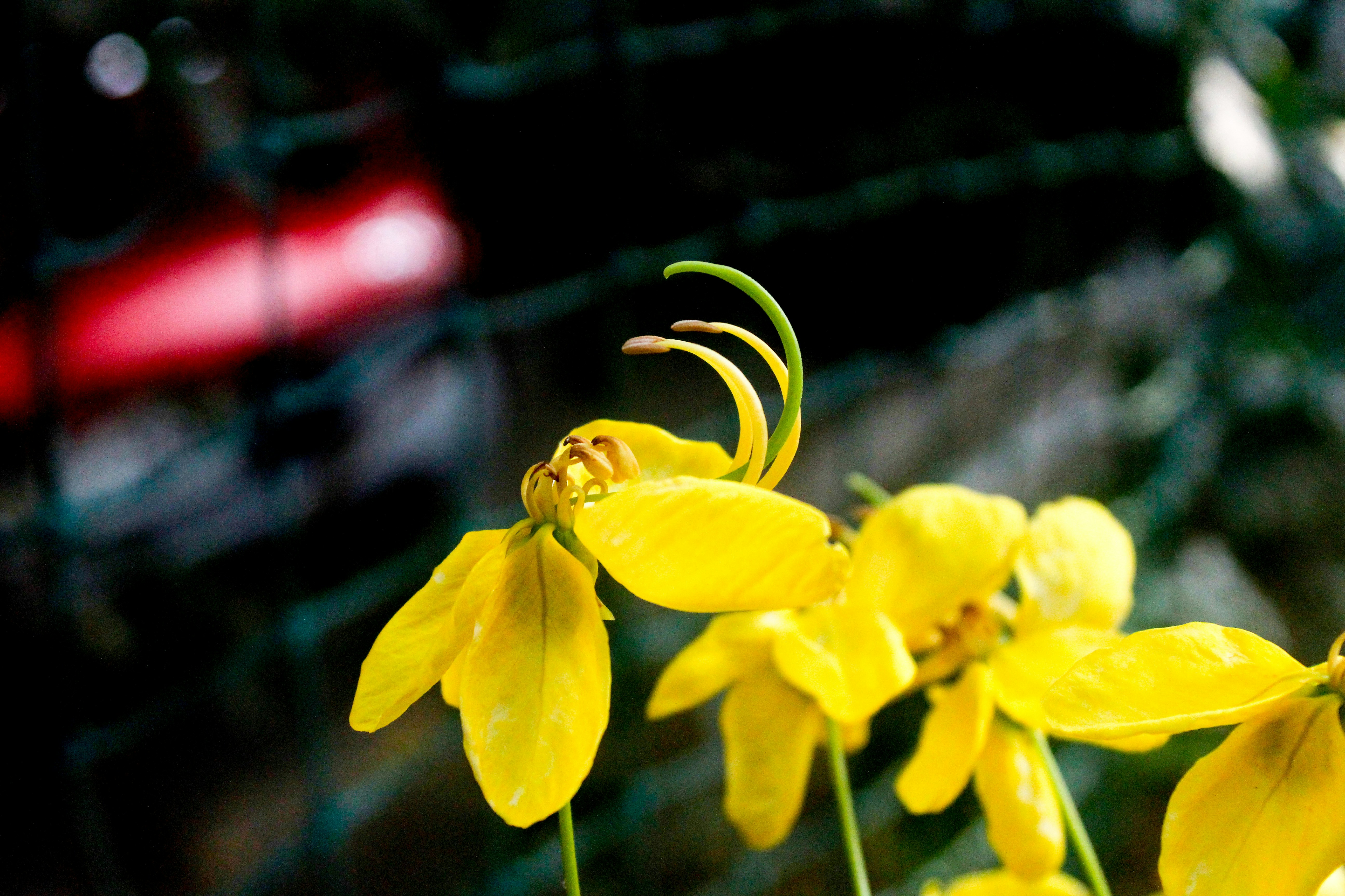 Sunlit Crocus of Yellow: A Close-Load on Familiar Petals