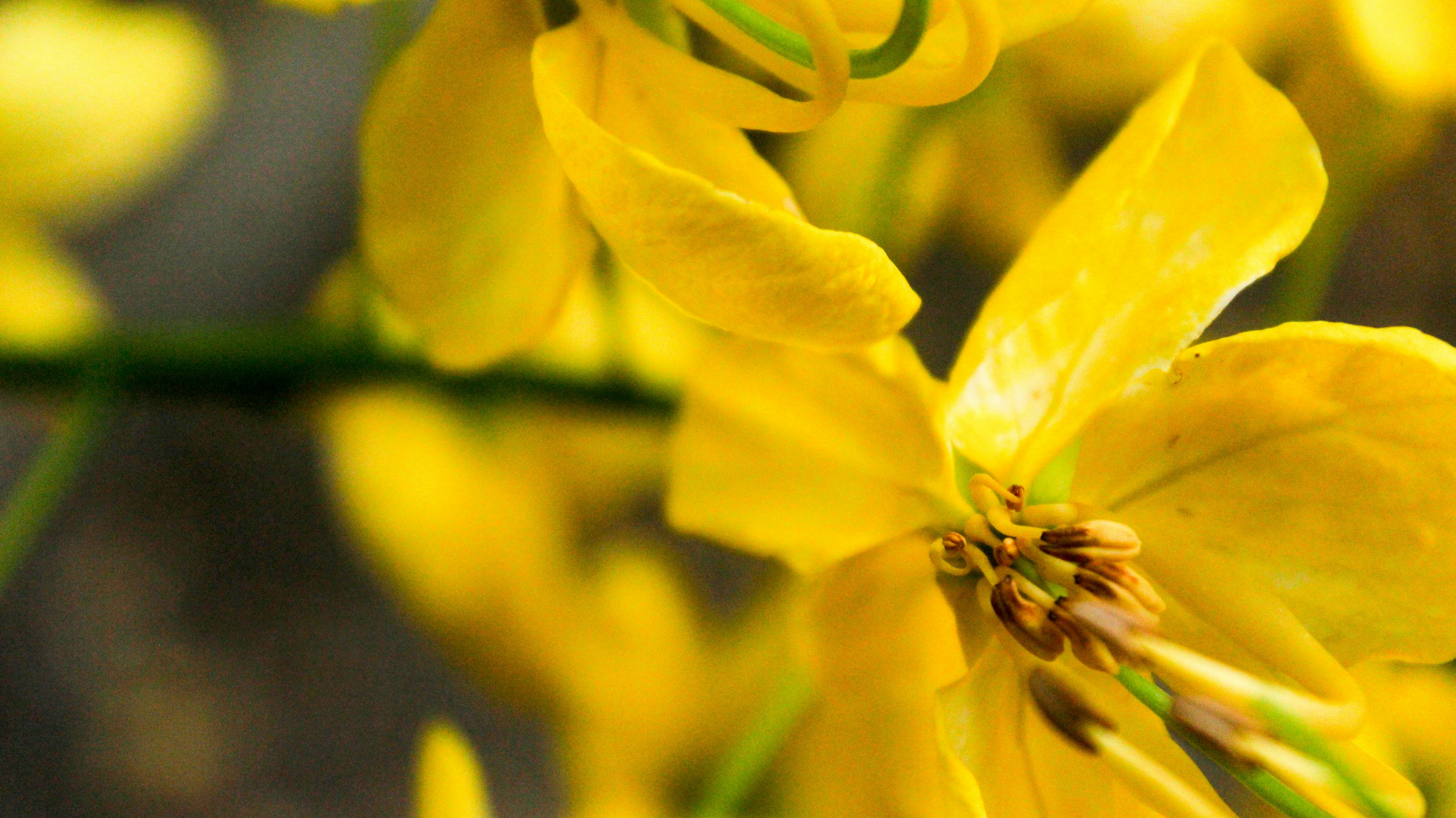 Golden Petals in Focus: A Close-Up of a Yellow Bloom's Stamen