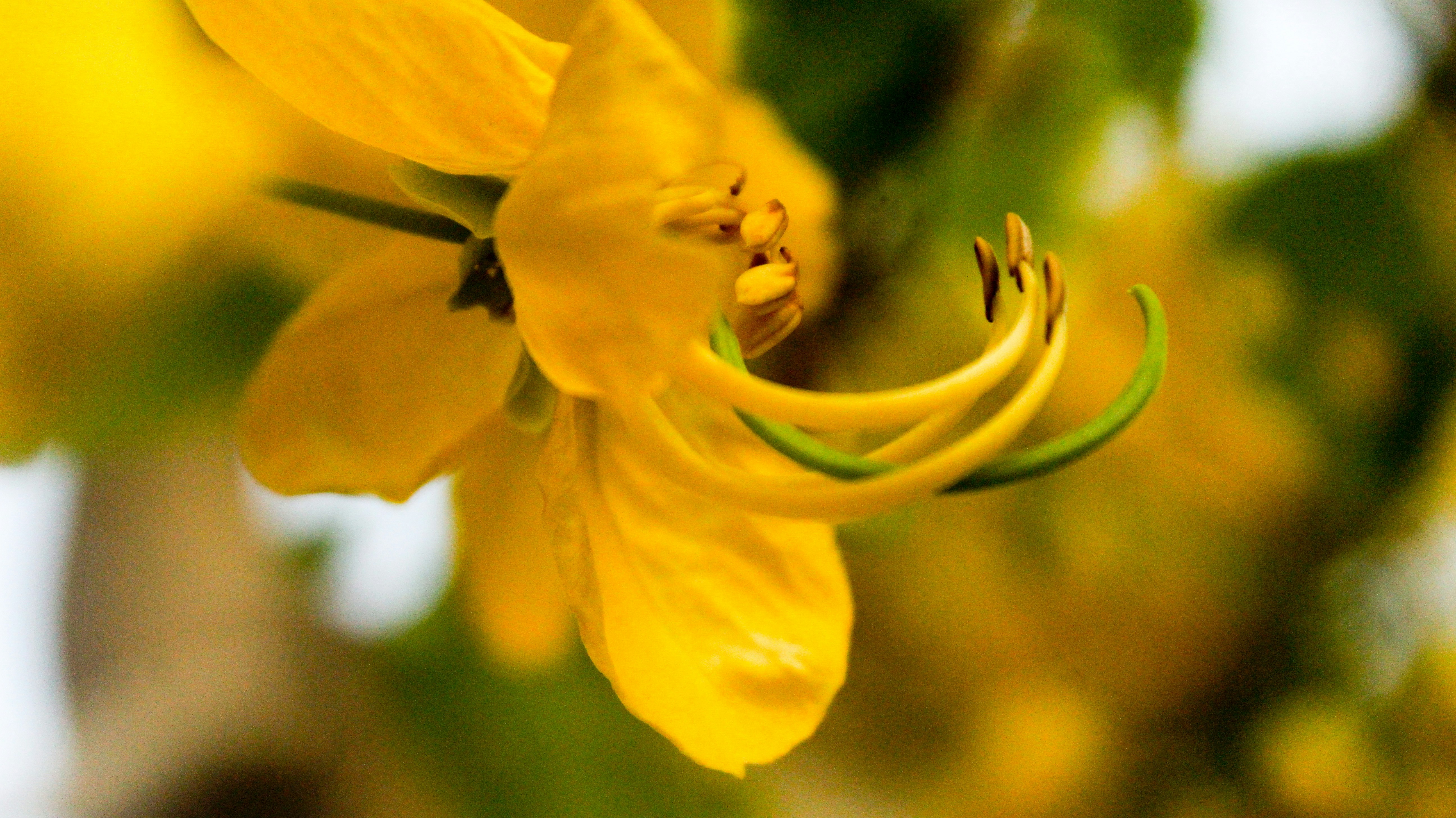 Yellow Orchid Frenzy: A Macro Moment