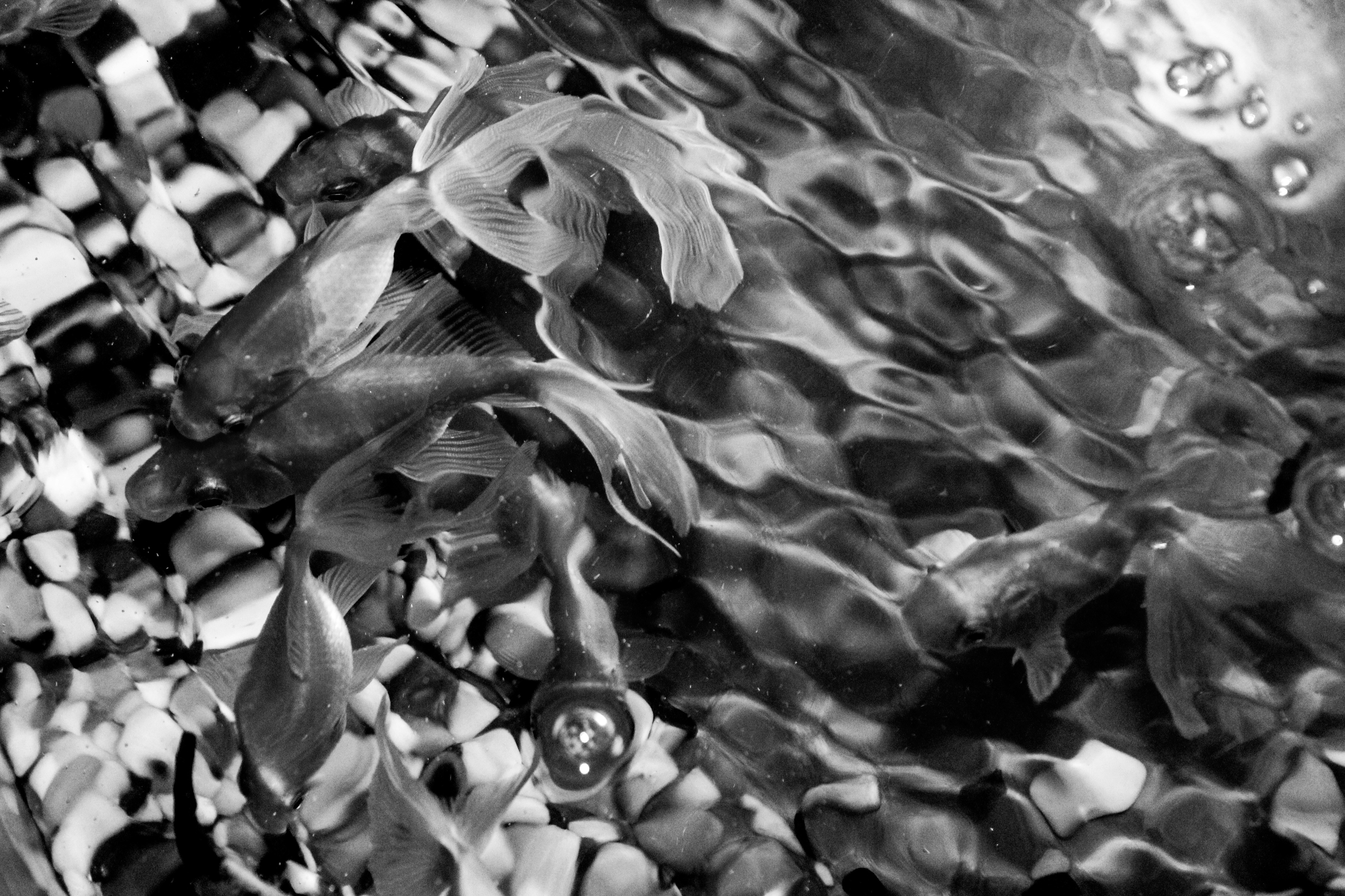 Ringing ripples: koi veiled in glassy motion