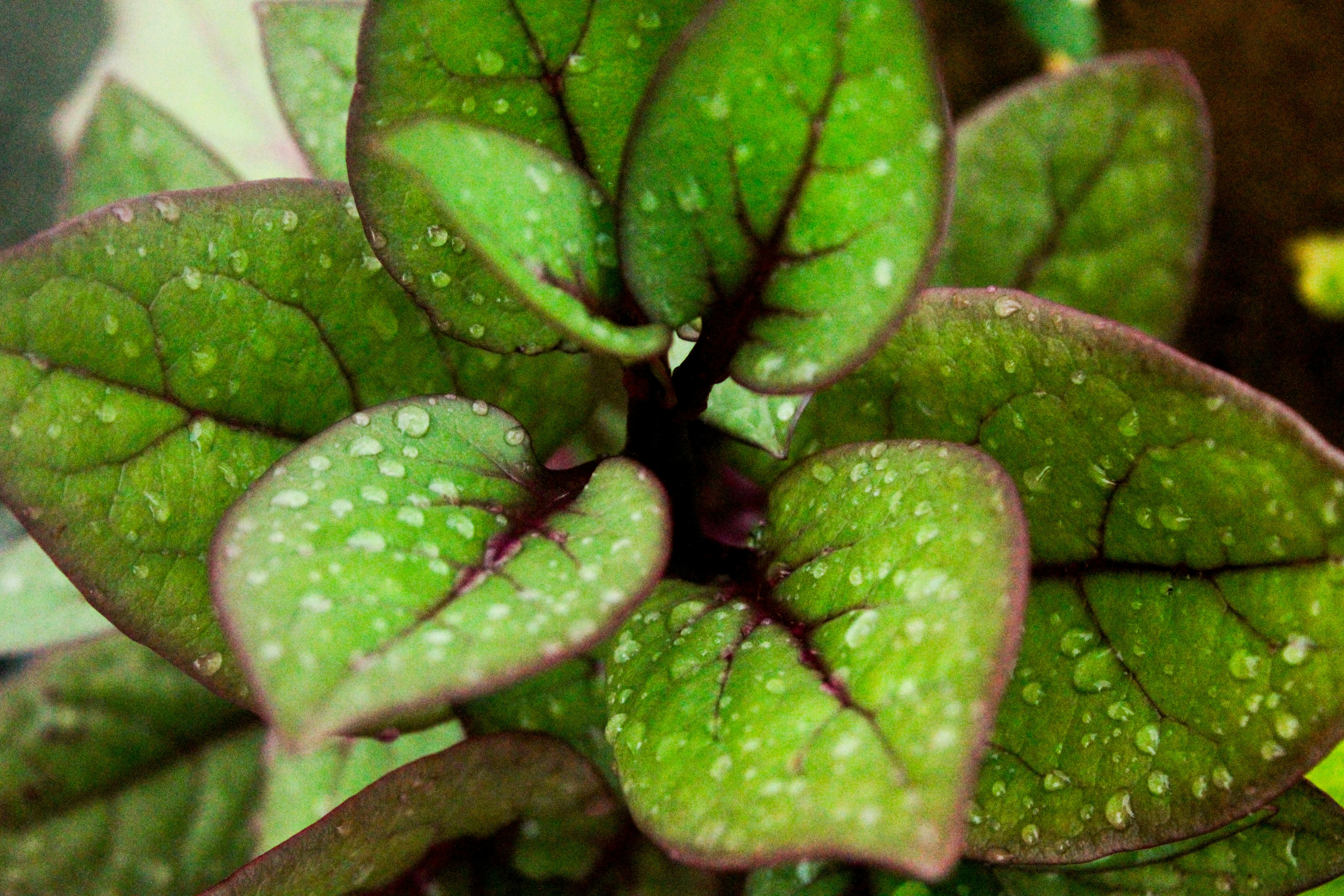 Verdant Rupture: Water-Dotted Leaves Converge in Macro Quiet