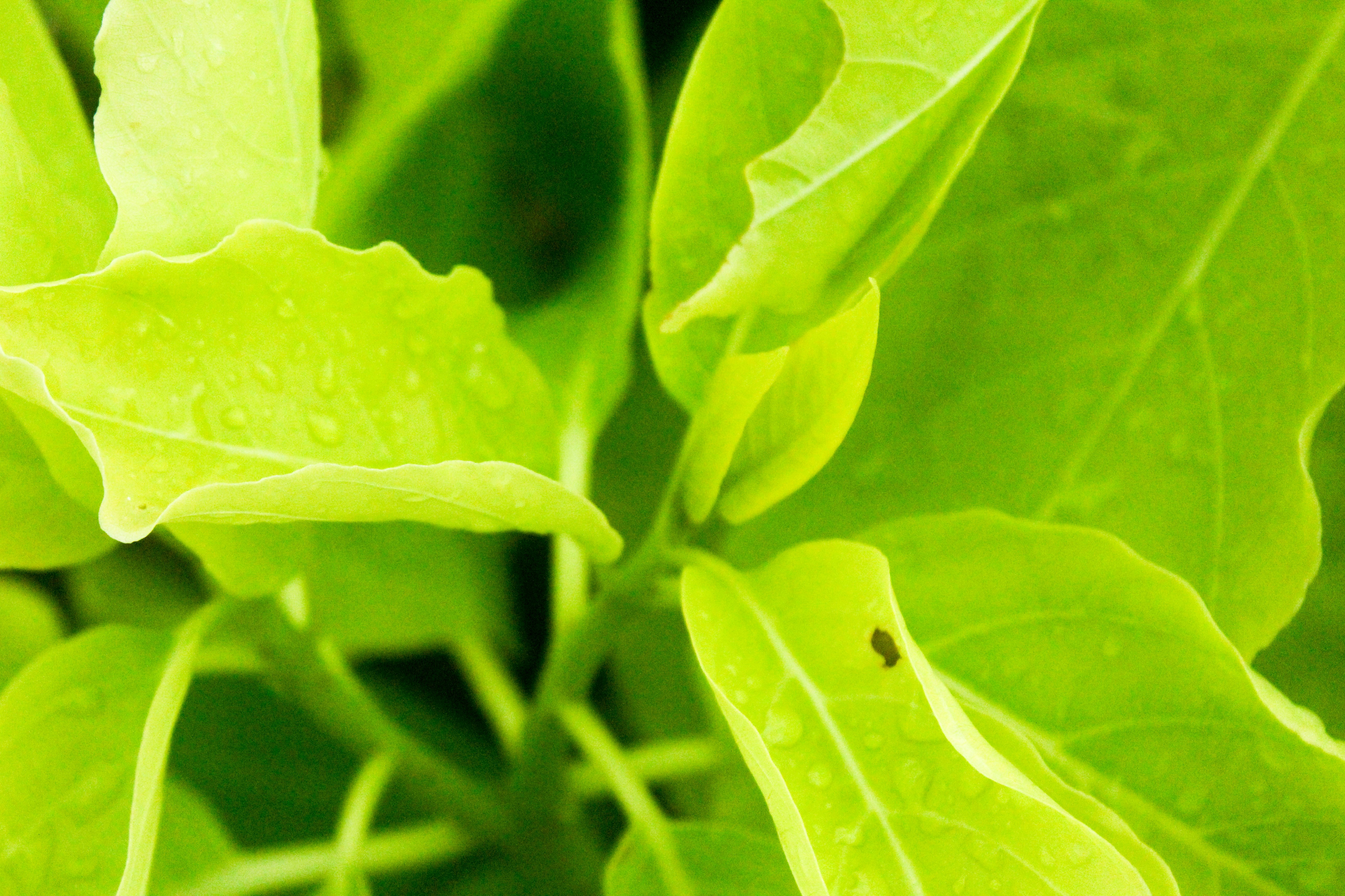 Luminous Green Leaf Cascade