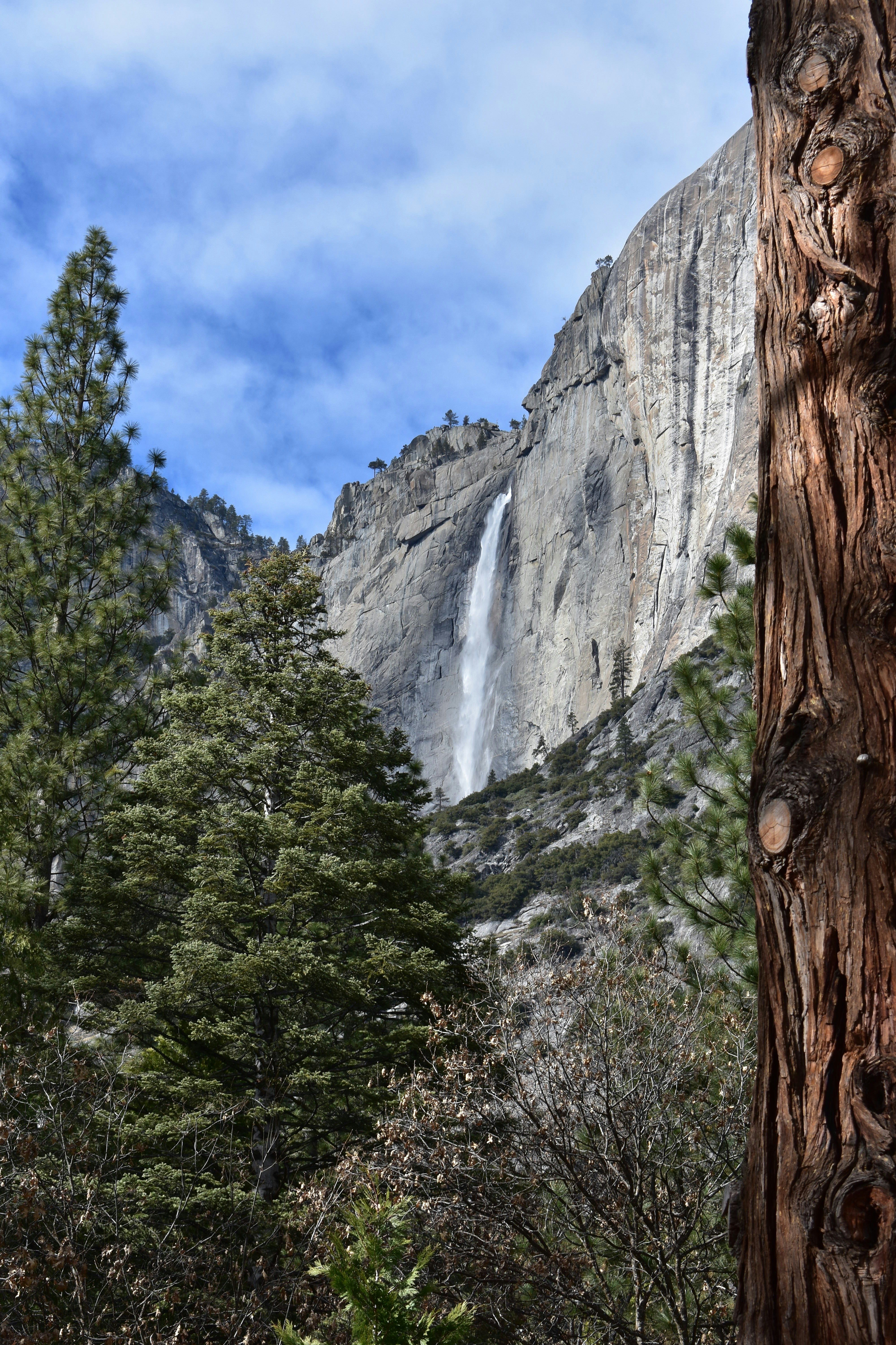Waterfall Veil: Narrow Gorge with Aged Bark and Pine