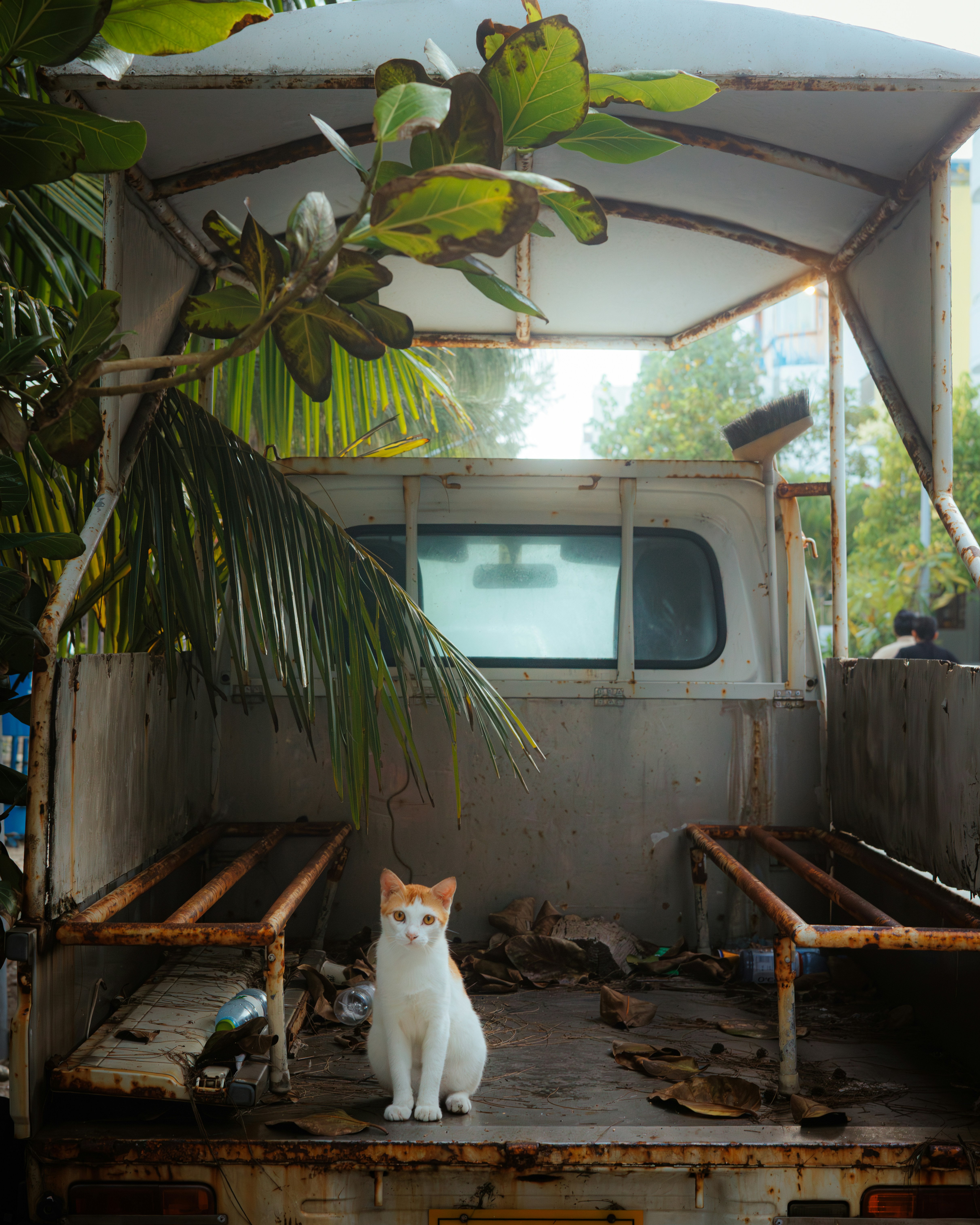 Cat on a Rusted Truck Bed Amid Urban Overgrowth