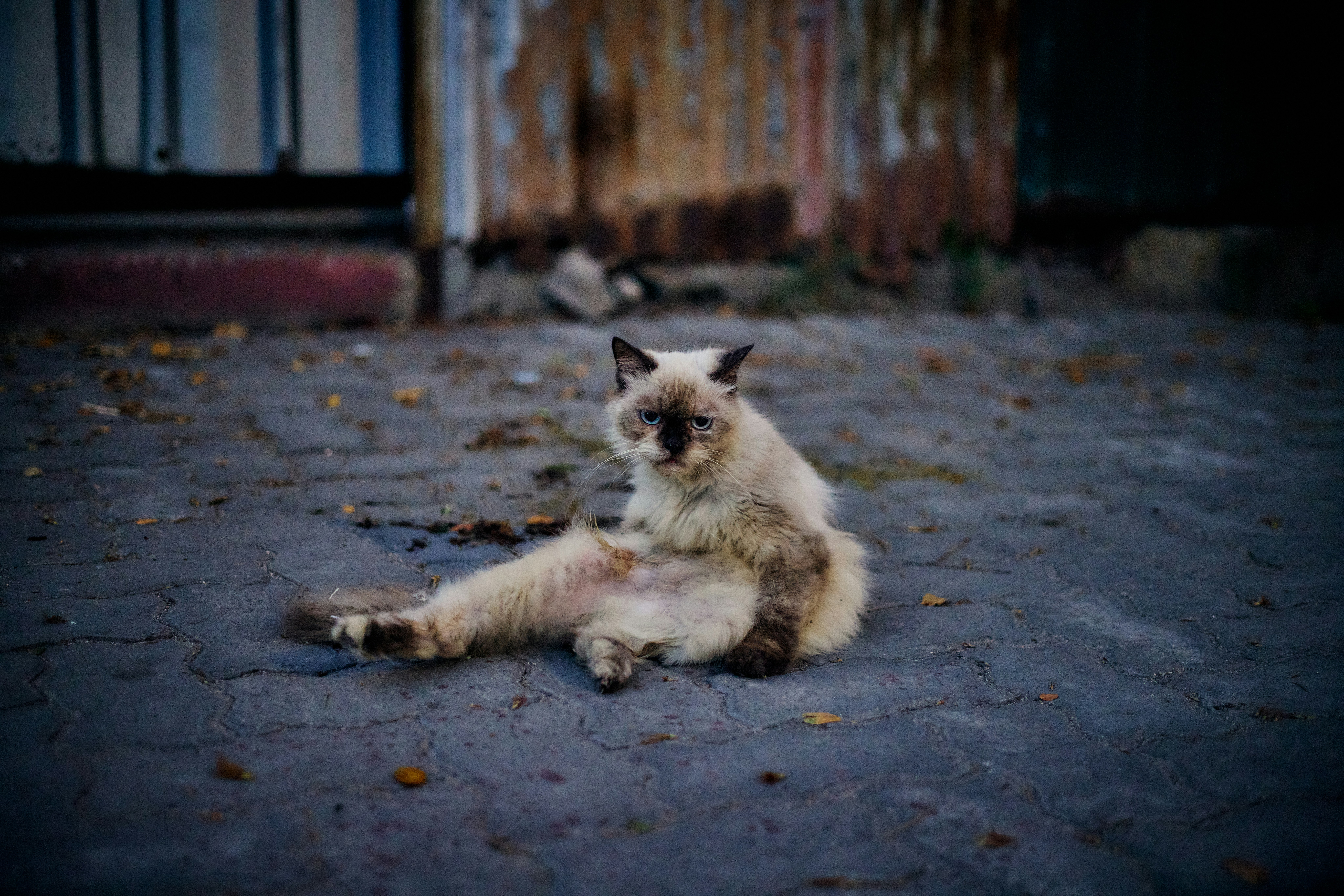 Mellow Cat Lolling on a Quiet Icy-Cool Pavement