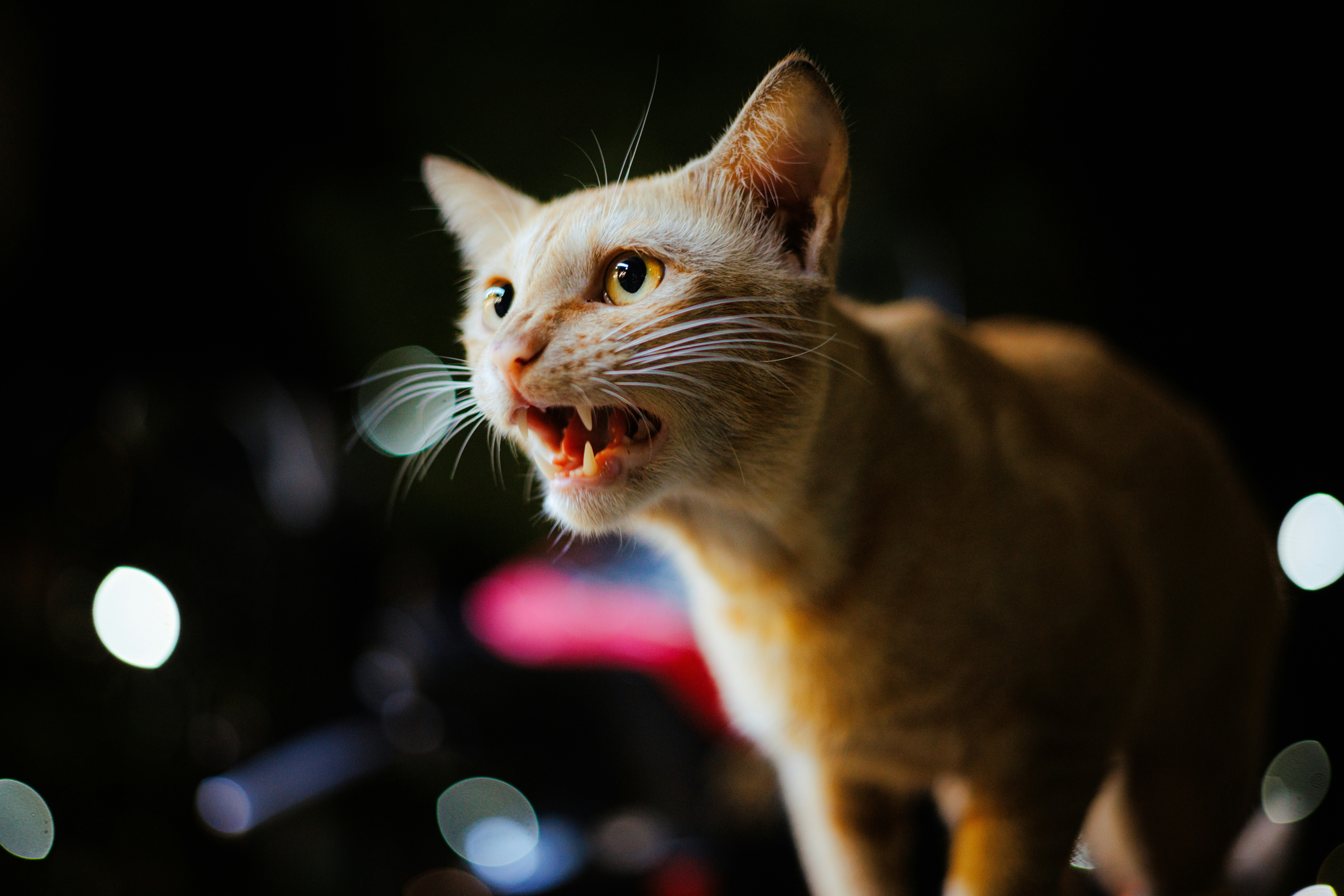 Mid-Meal Ventriloquist: A Ginger Cat Meow-ment