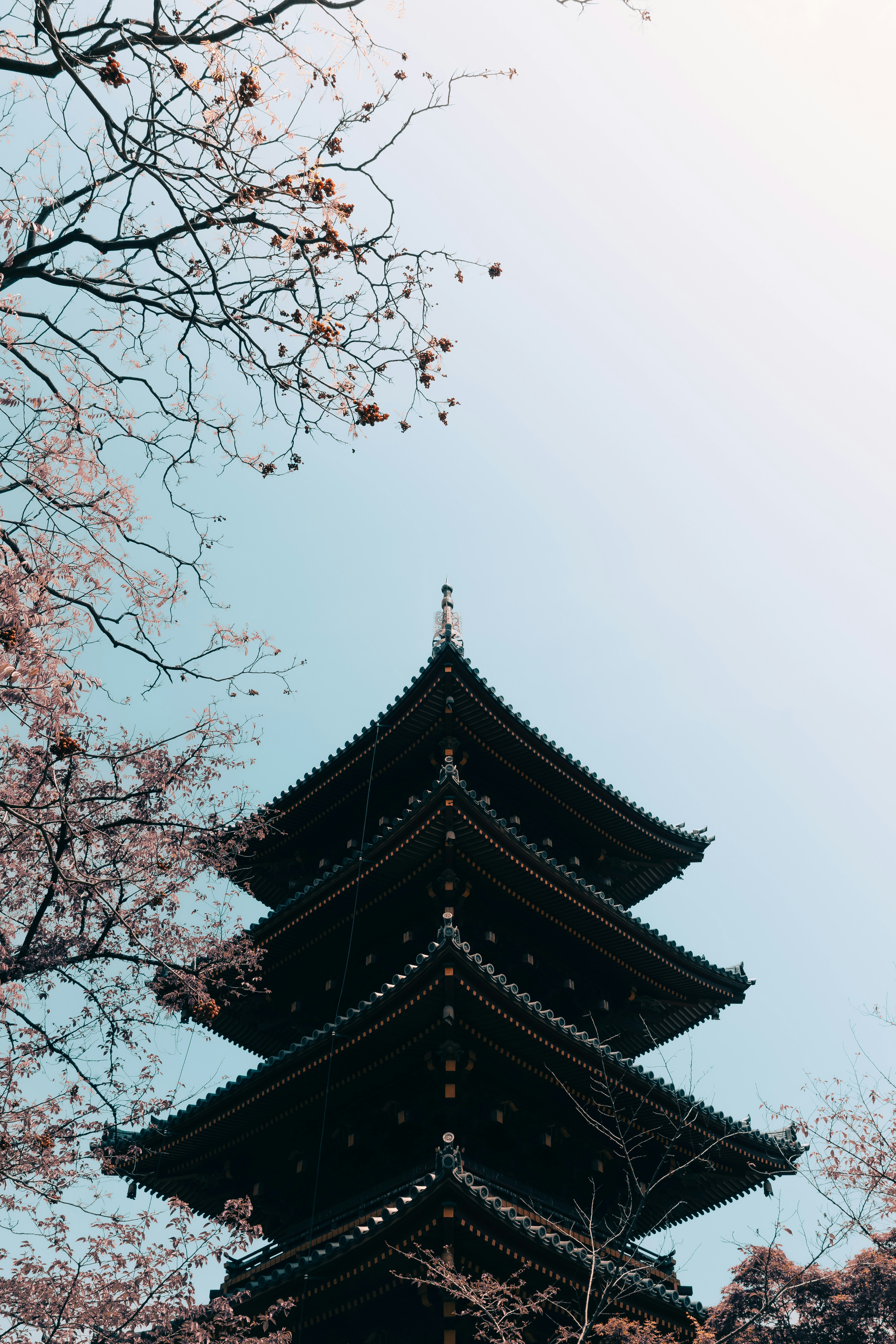 Vertical Lanterns: A Pagoda Silhouette Amid Spring Blossoms
