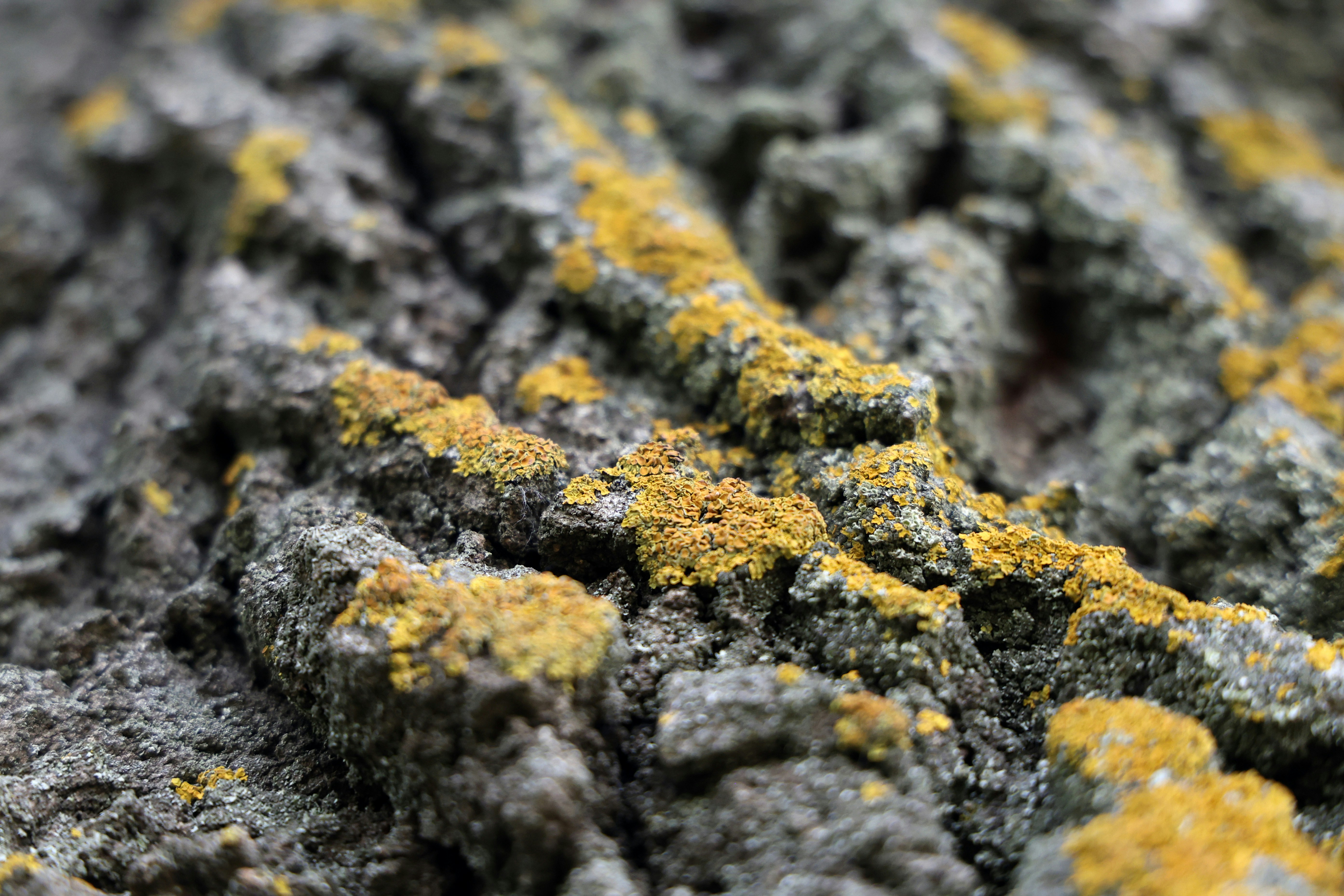 Lichen-Blanketed Lava: A Textured Macro Rally