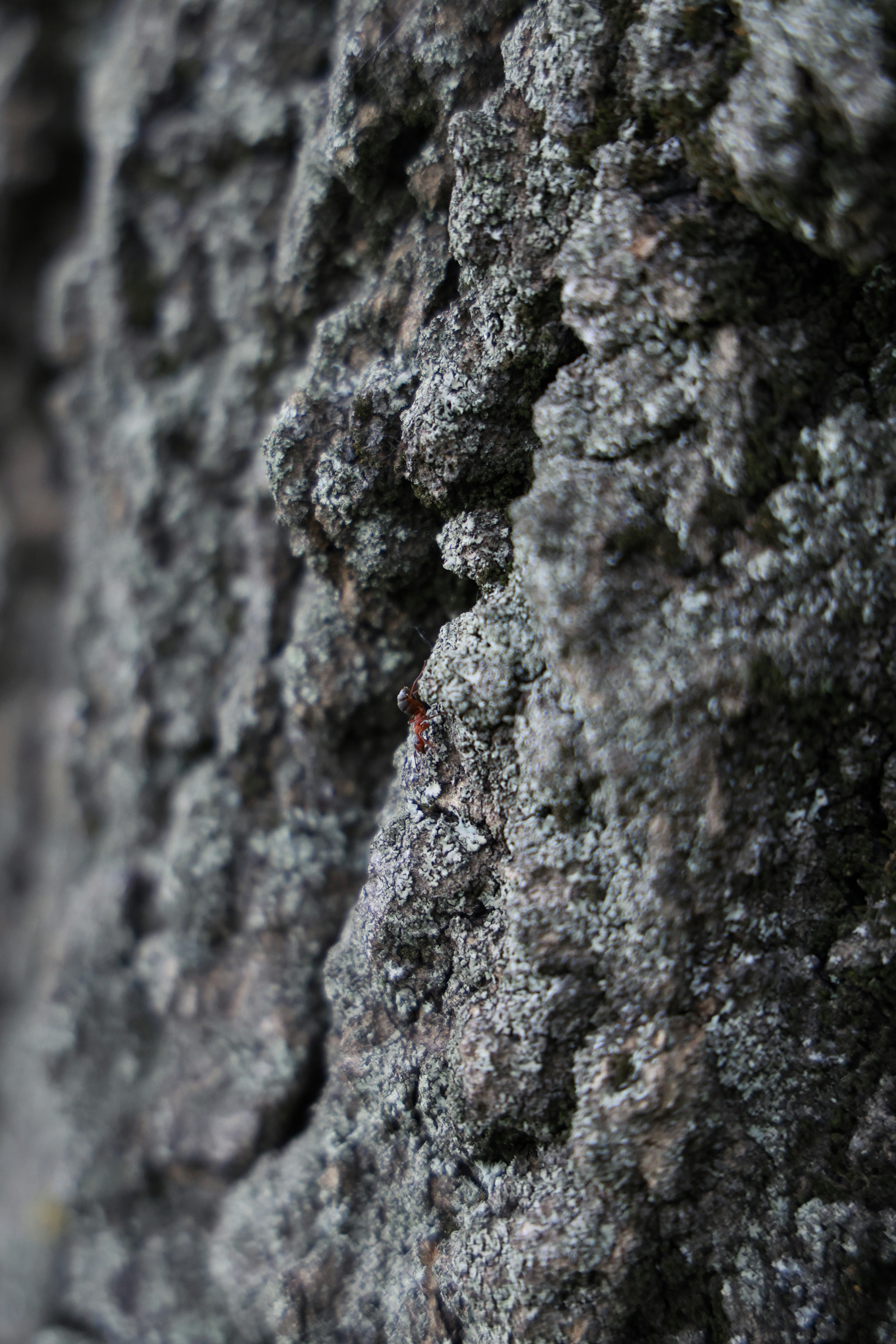 Textured Bark in Focus: Close-Up of Ancient Gray Trunk