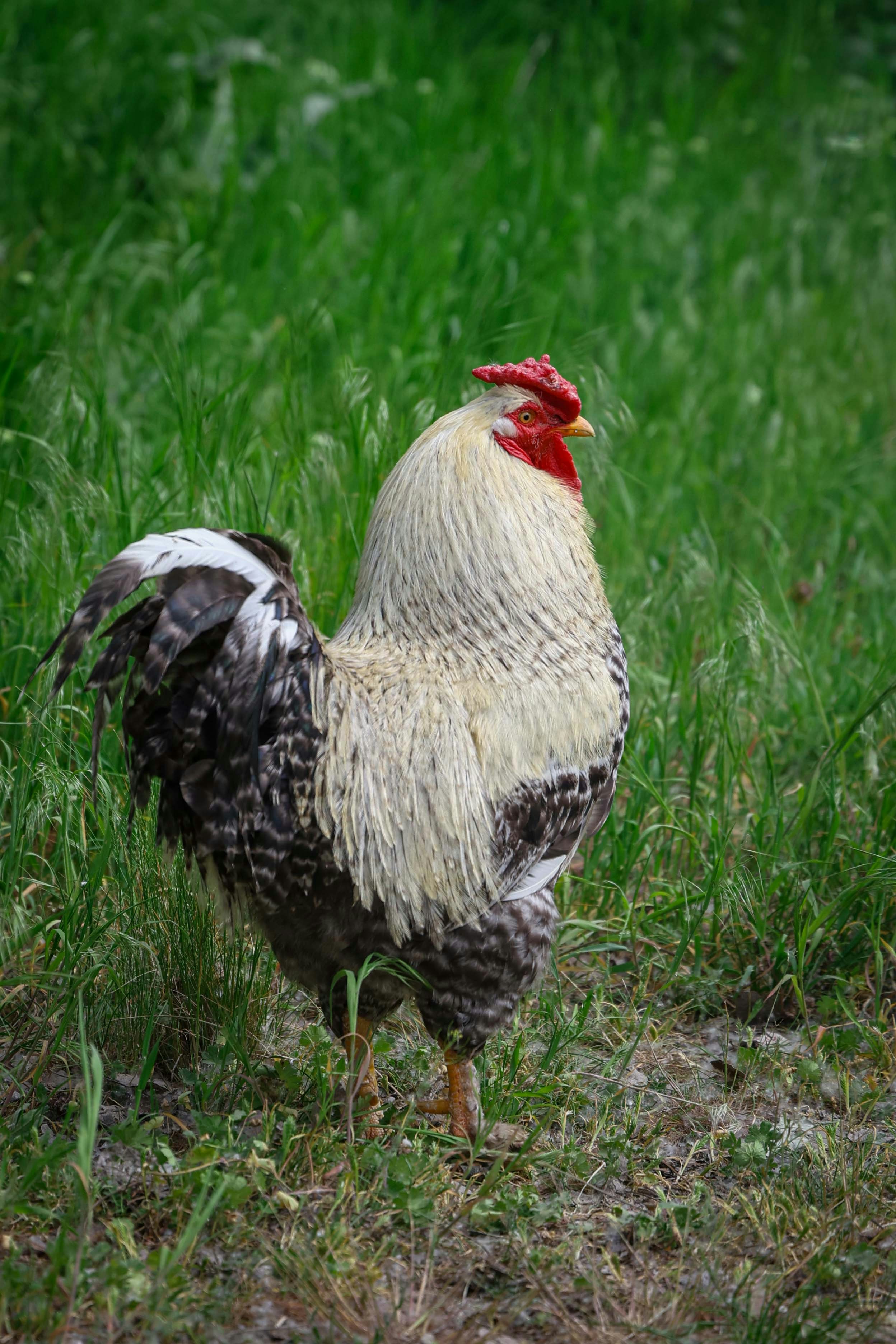Luminous Rooster in Tall Green Pasture