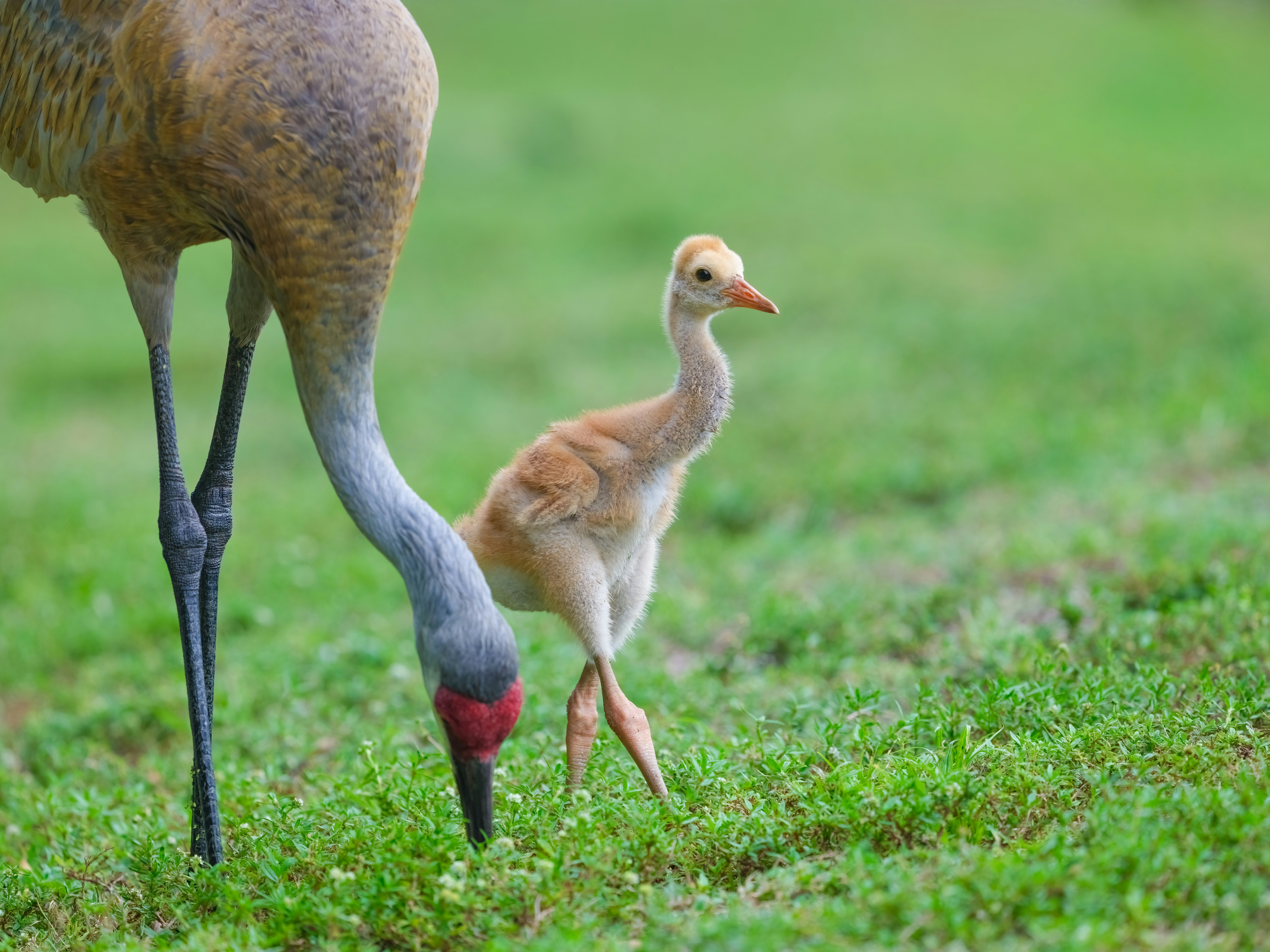 A Curious Duo: The Heron and Its Littlest Companion
