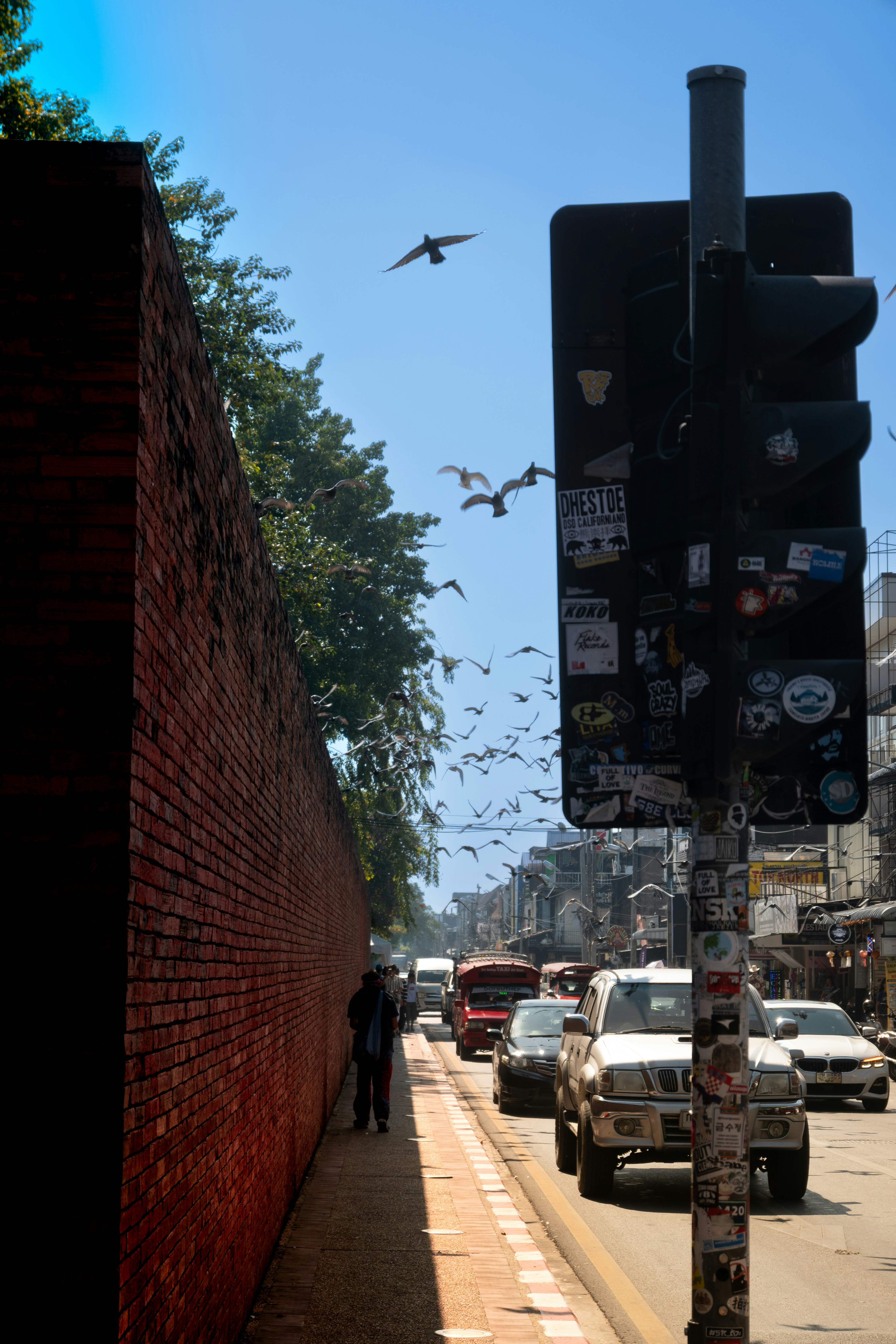 Birds Over the Boulevard: A City Street in Motion