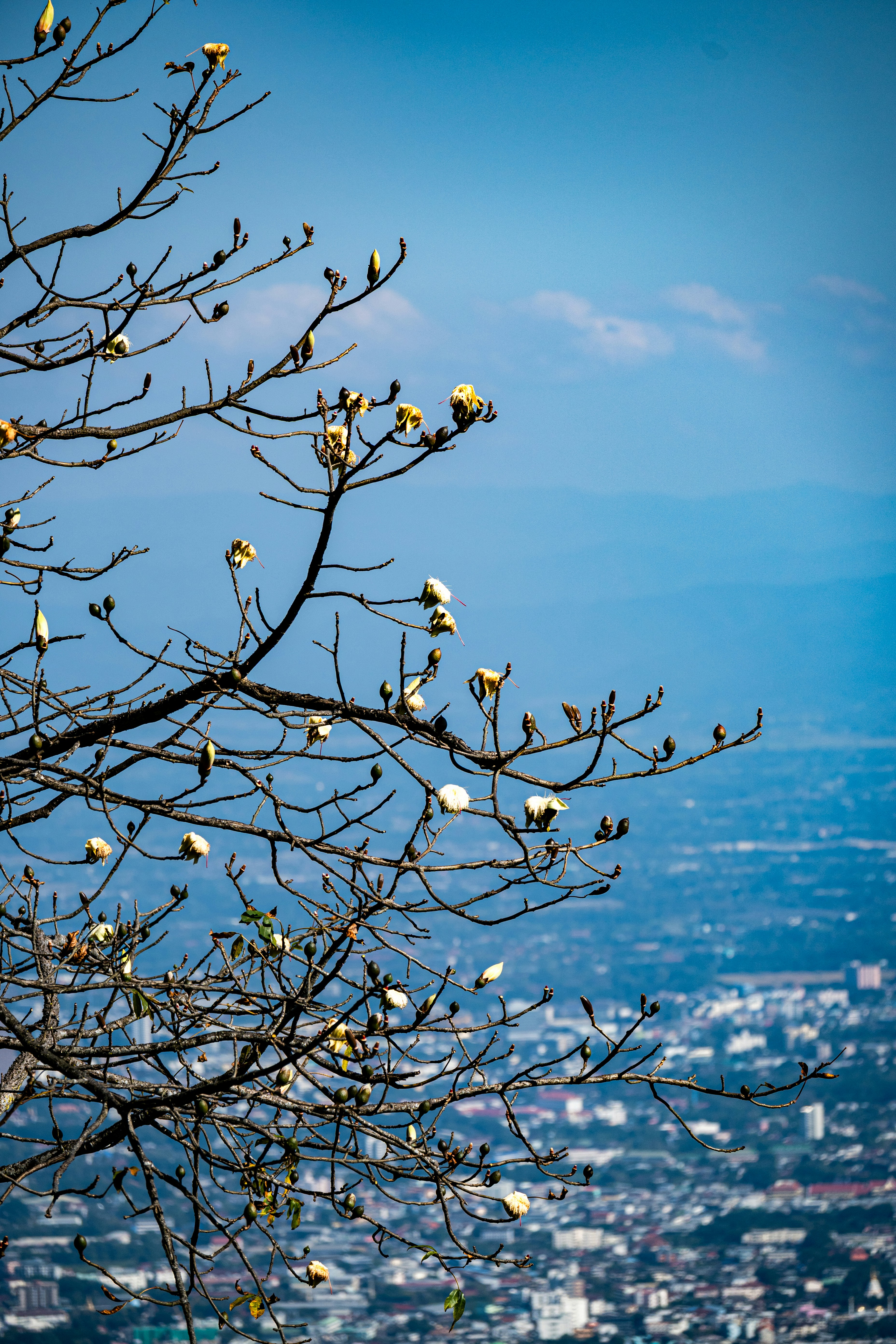 Branches in Bloom Framed Against a Distant Blue Basin