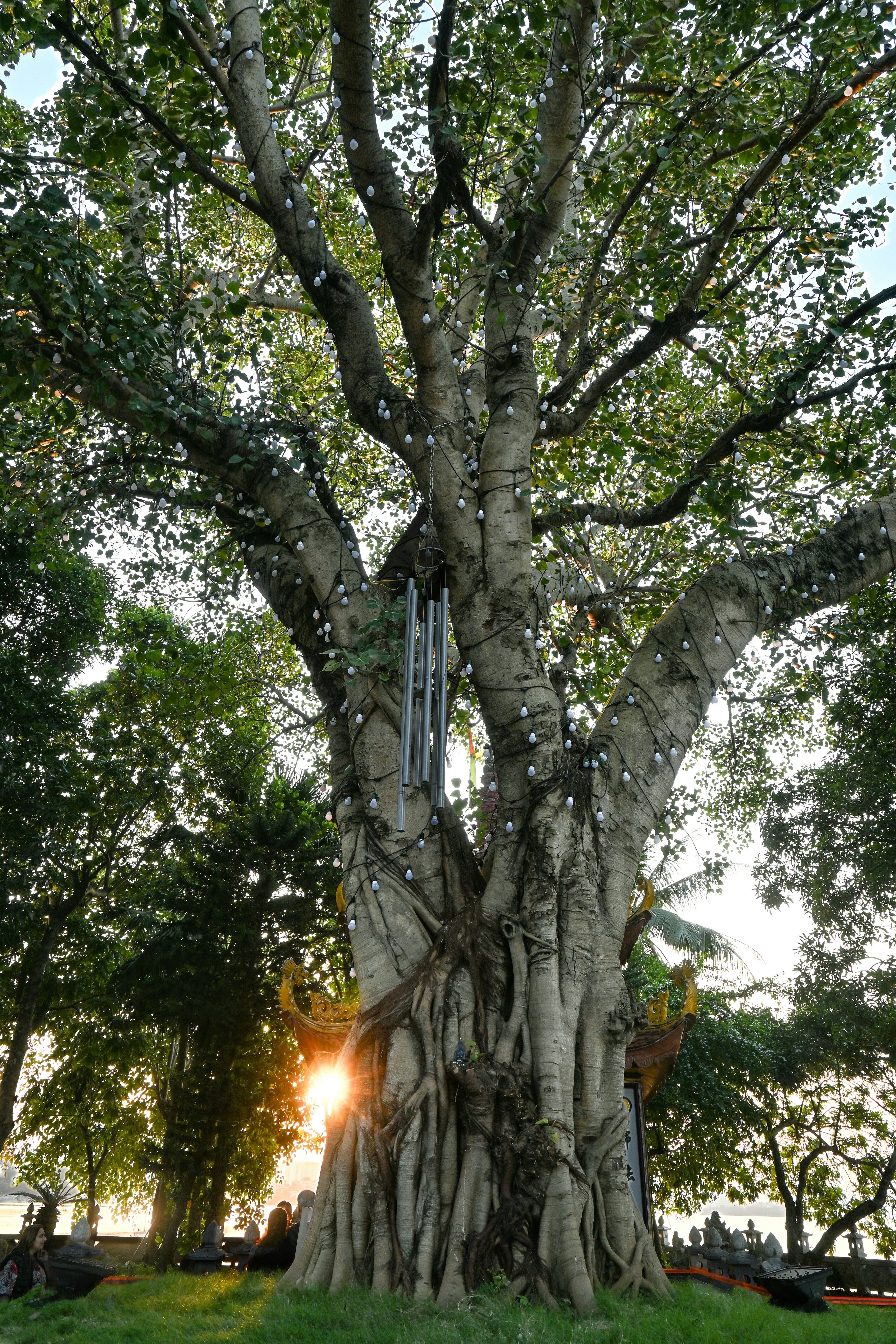Oak of Light: A Sunlit Sacred Giant