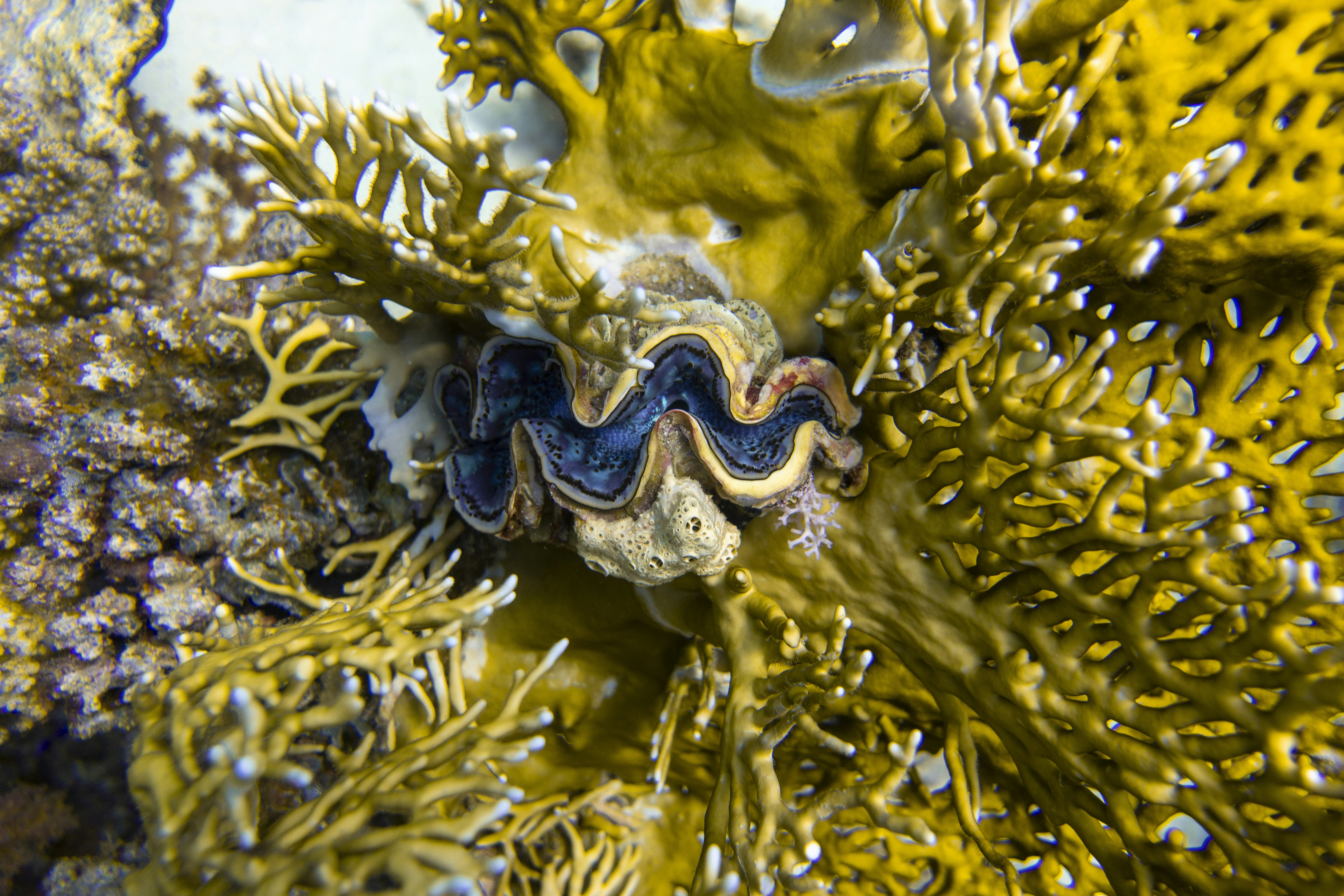 Blue-rimmed mollusk amid golden coral lattice