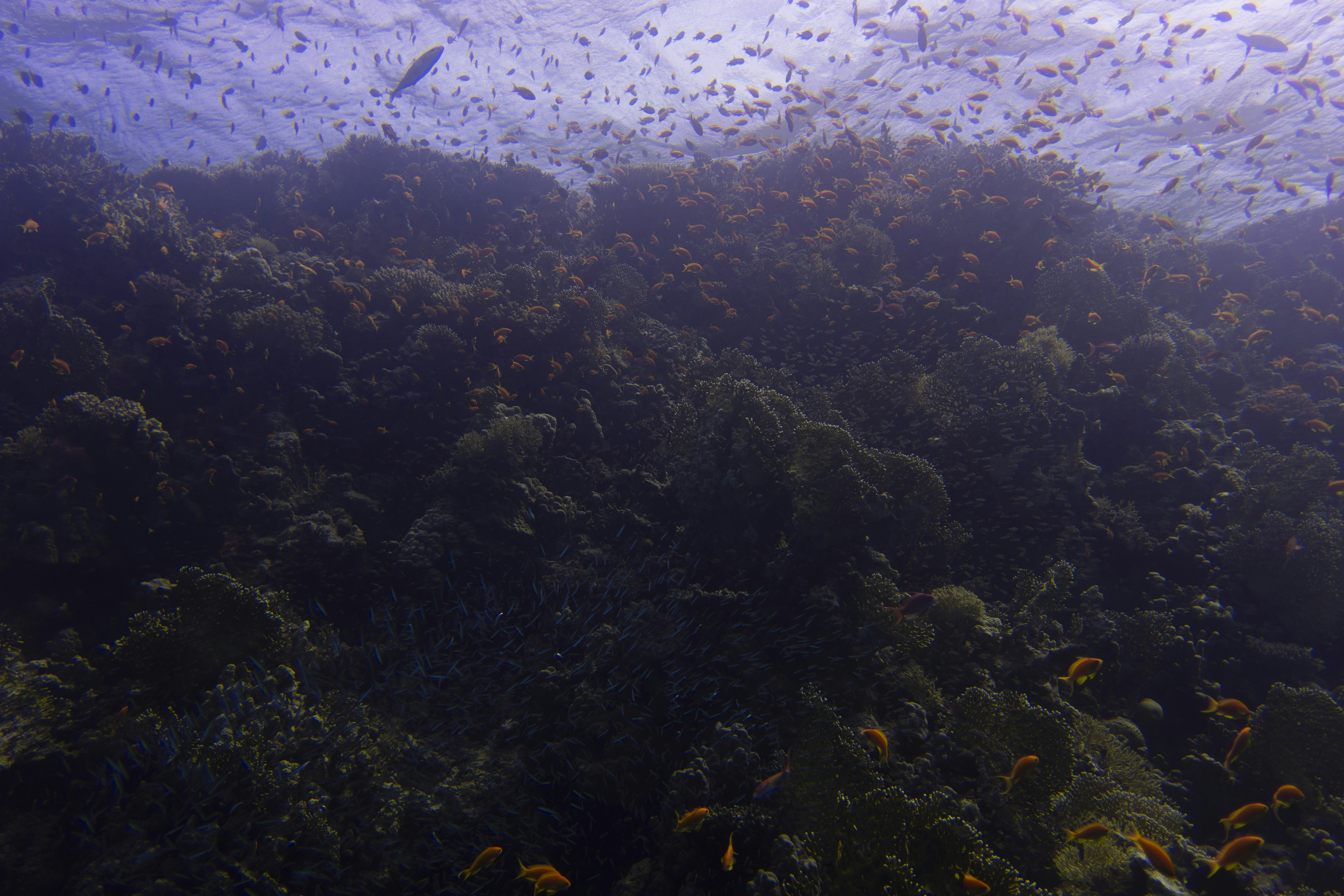 School of fish swimming above a vibrant coral reef photo – Free Travel ...