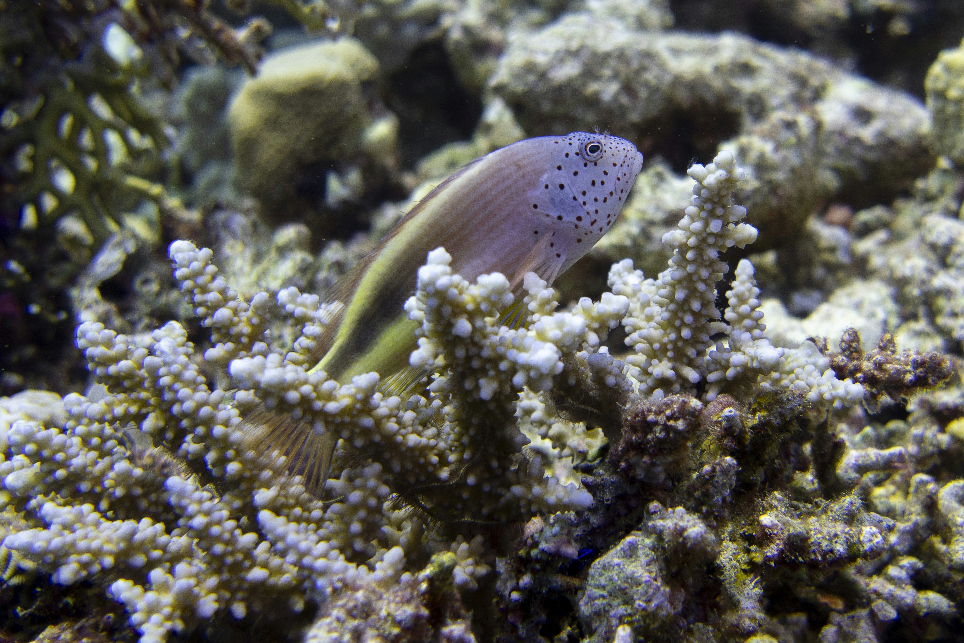 Purple-spotted reef blenny amid branching coral