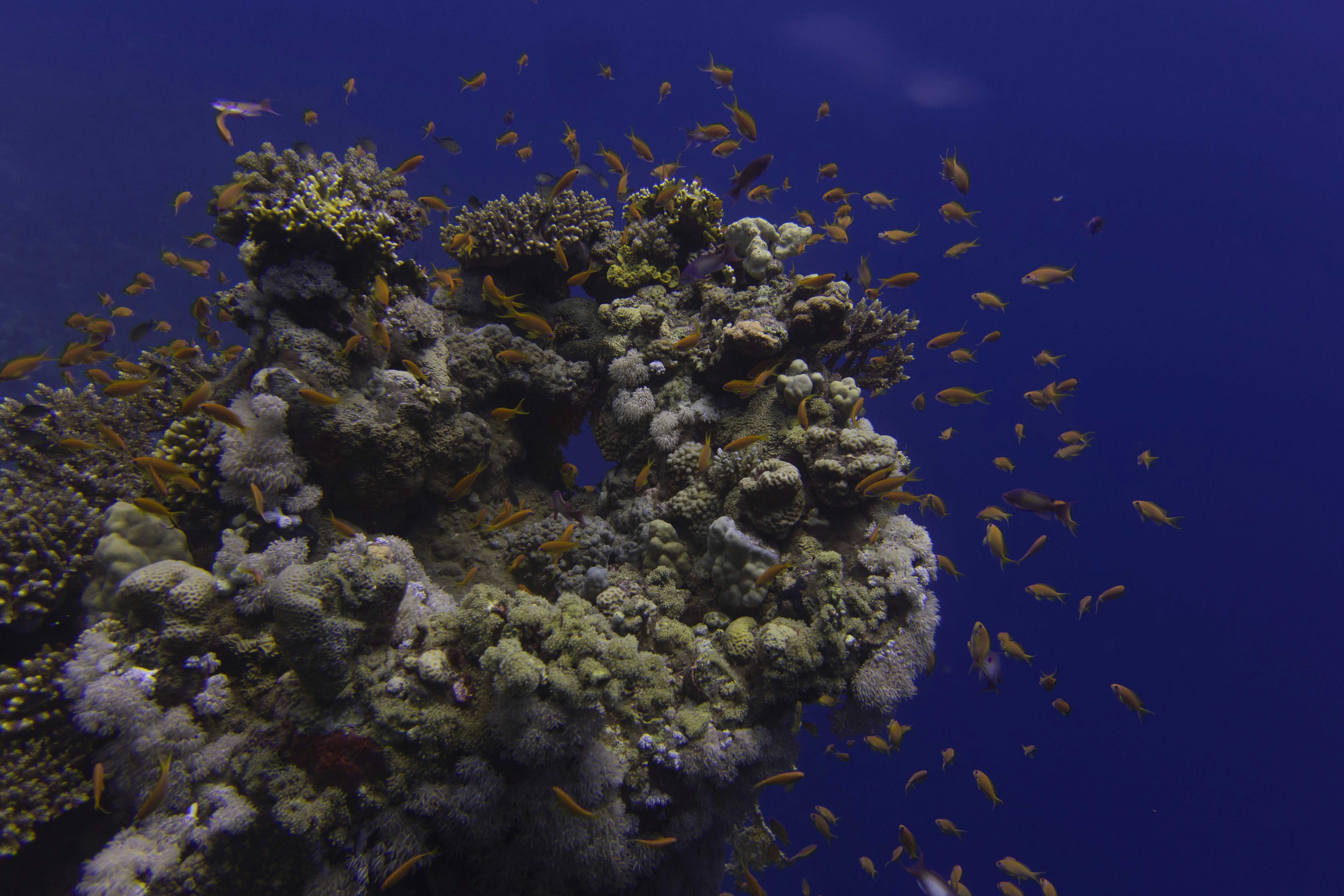Coral Cathedral Beneath a School of Goldfishes