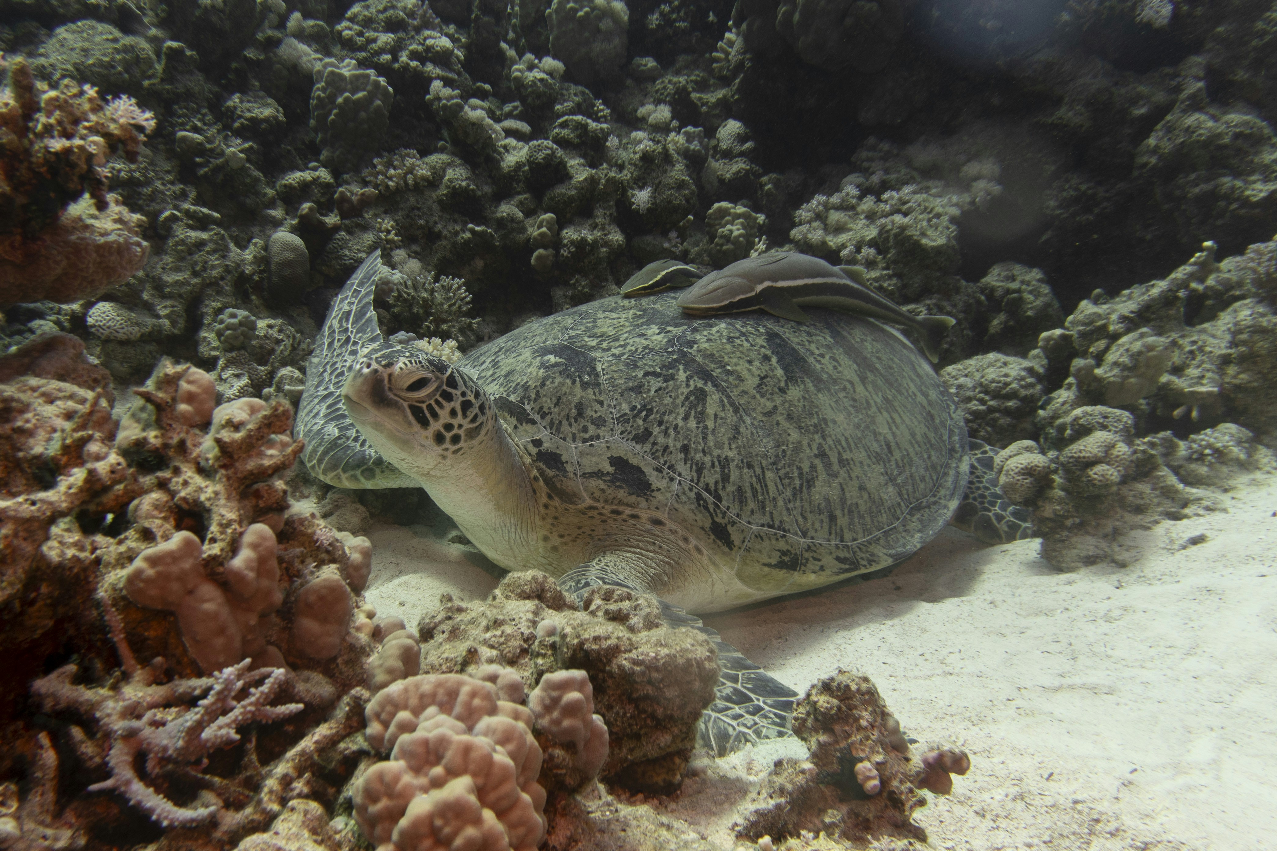 Hushed Glide: A reef-dwelling sea turtle in calm reef sands