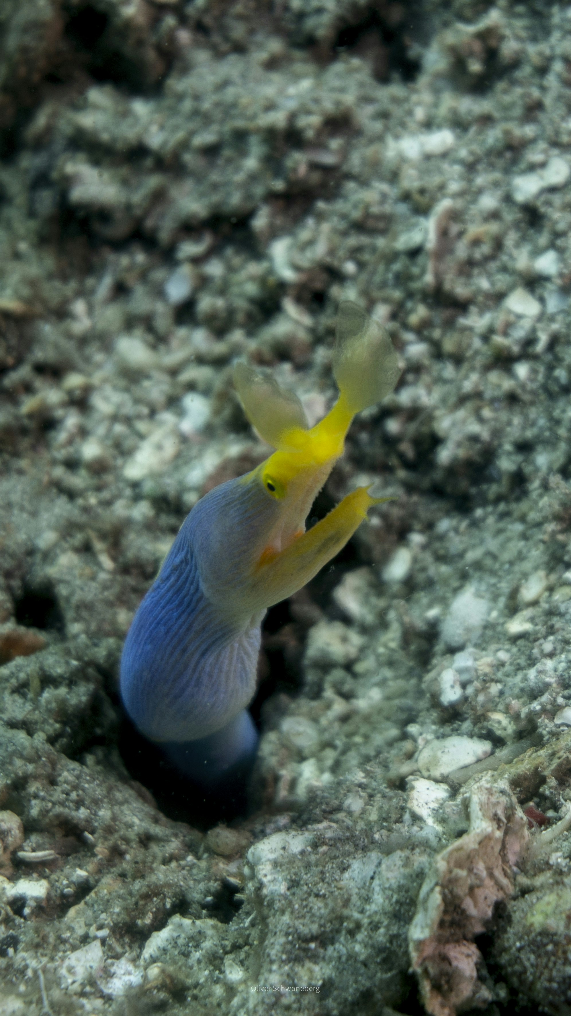 Electric Yellow-Tipped Sea Slug Emerges from a Coral Burrow