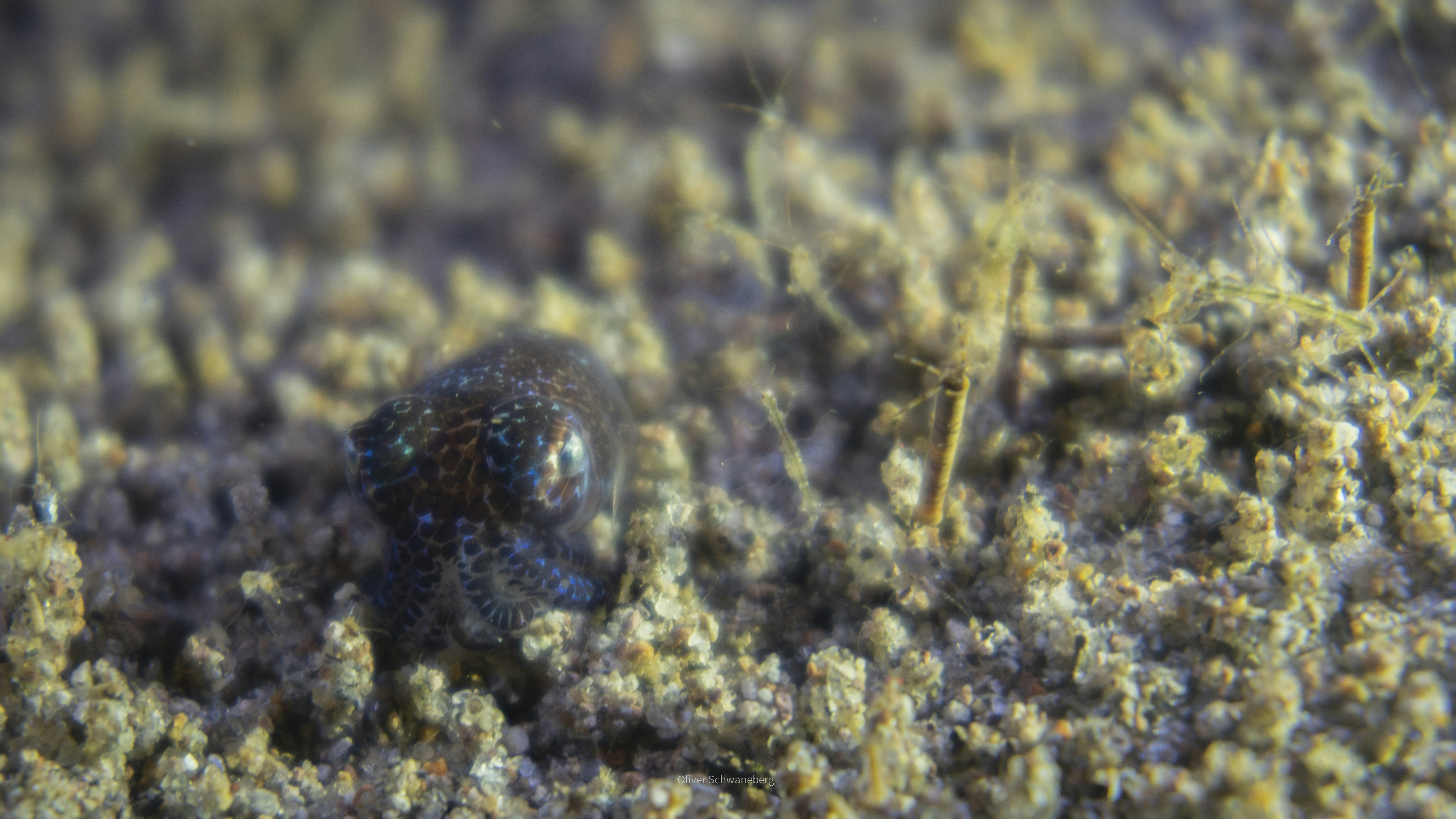 Hidden Spotlight: A Tiny Octave of Color in the Coral Floor