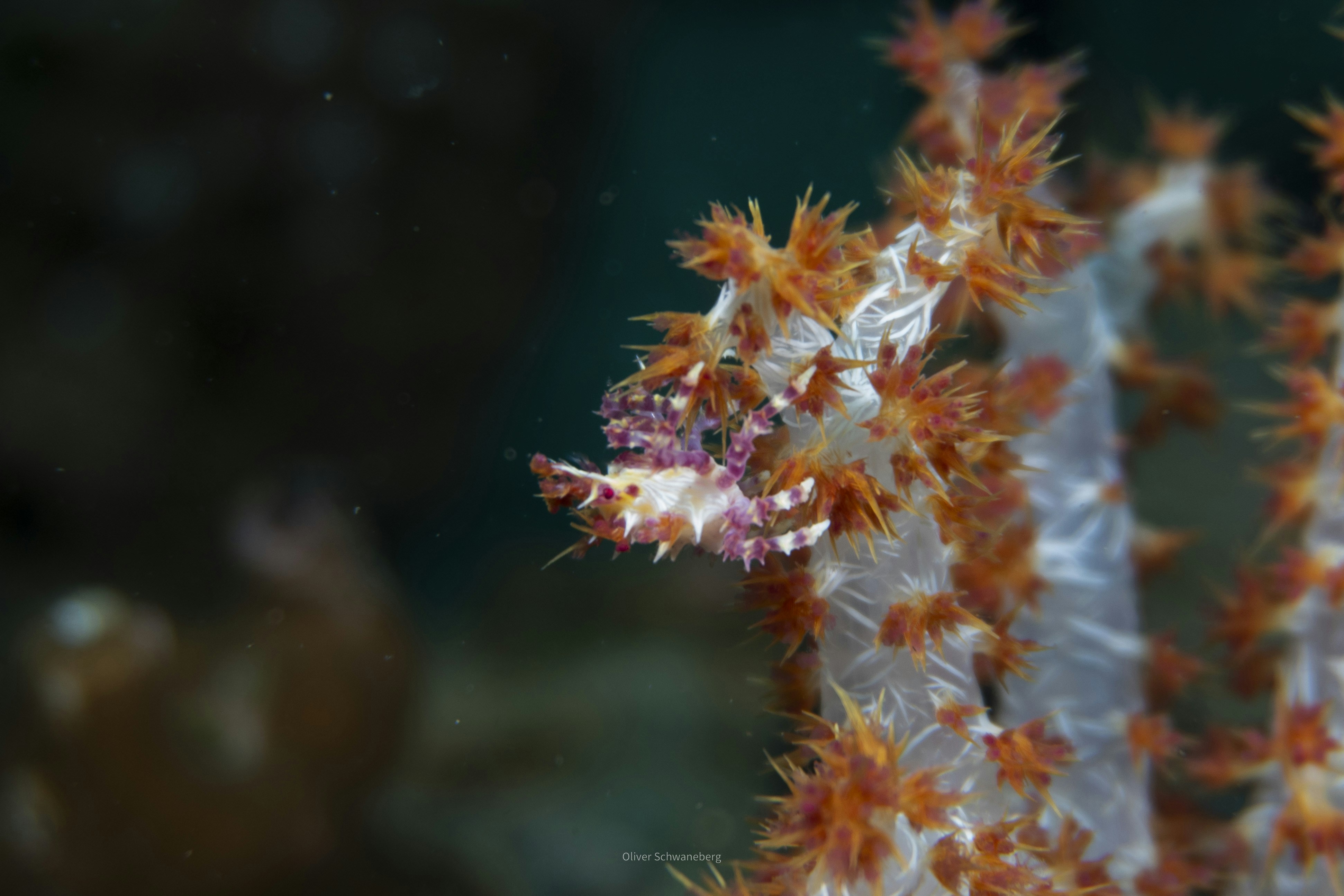 Orange Sea Fans in a Swirl of Tiny Life