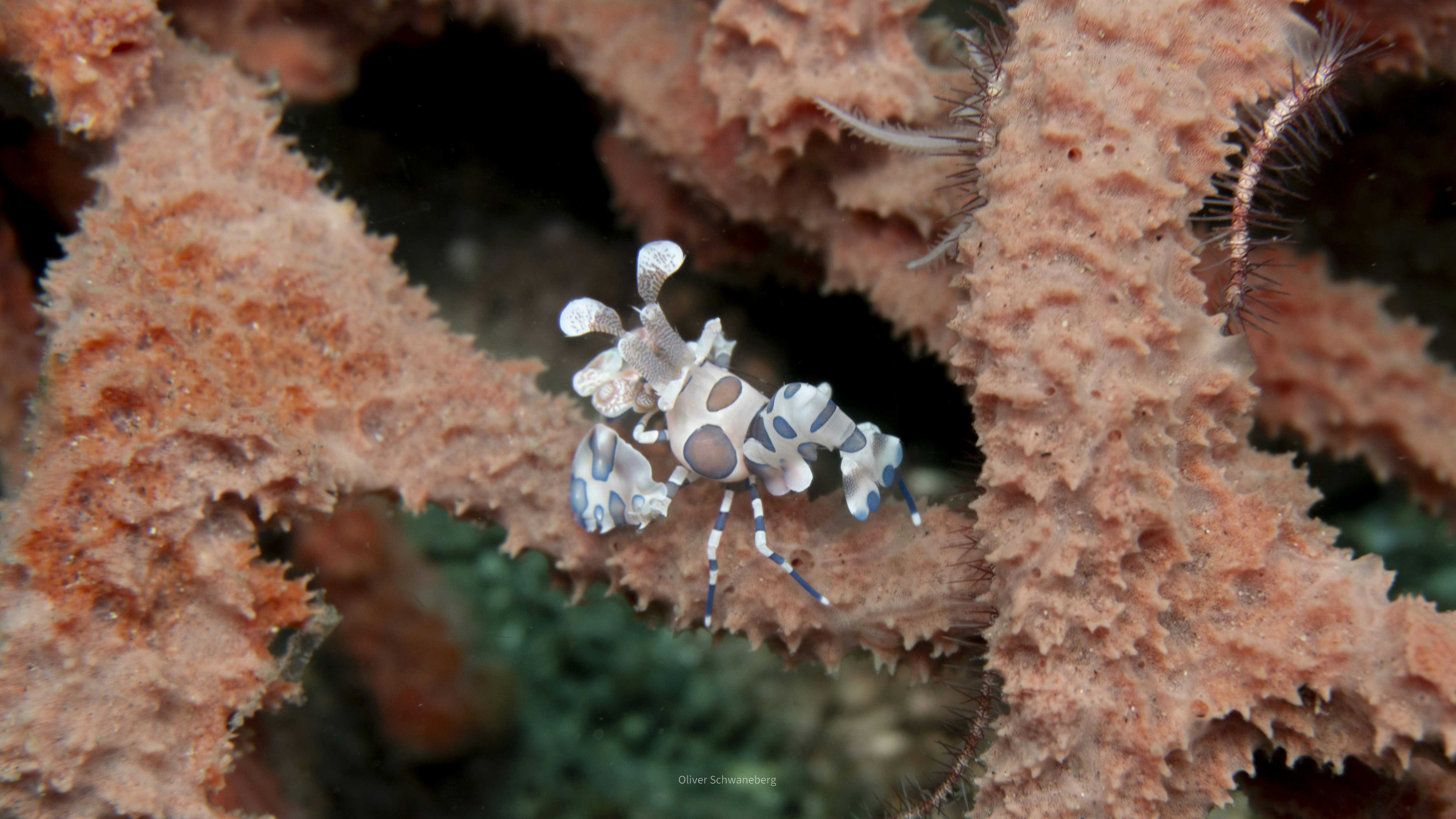 Garden Ghost: a clown crab amid coral frost