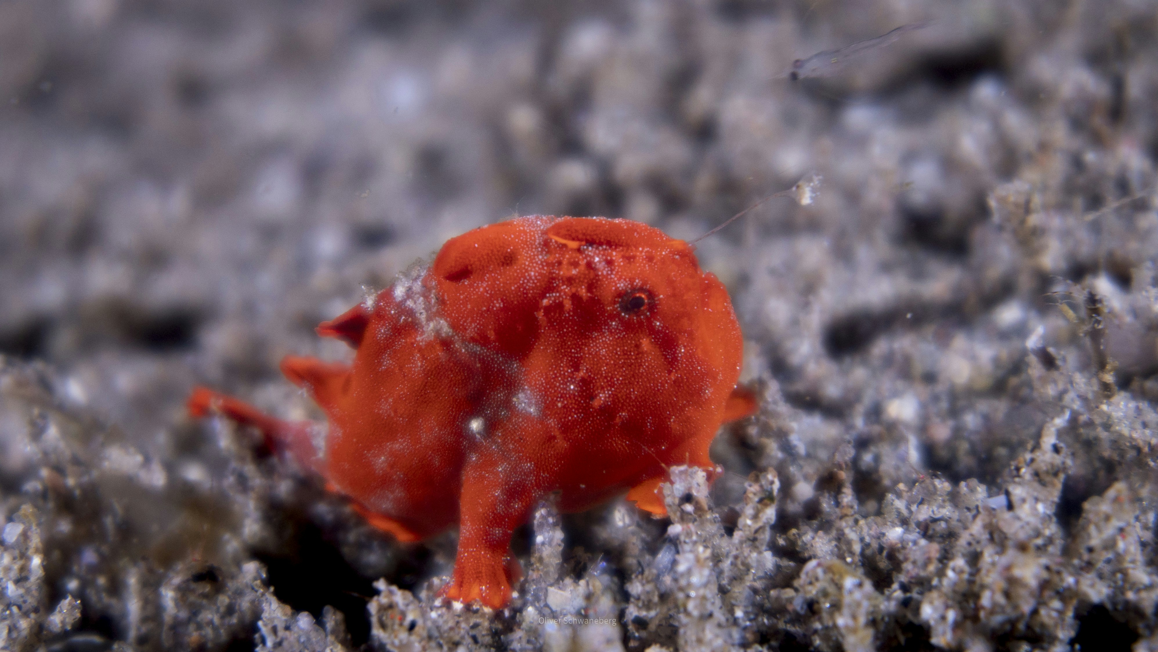 Crimson Dino: A Tiny Red Creature on Gravel