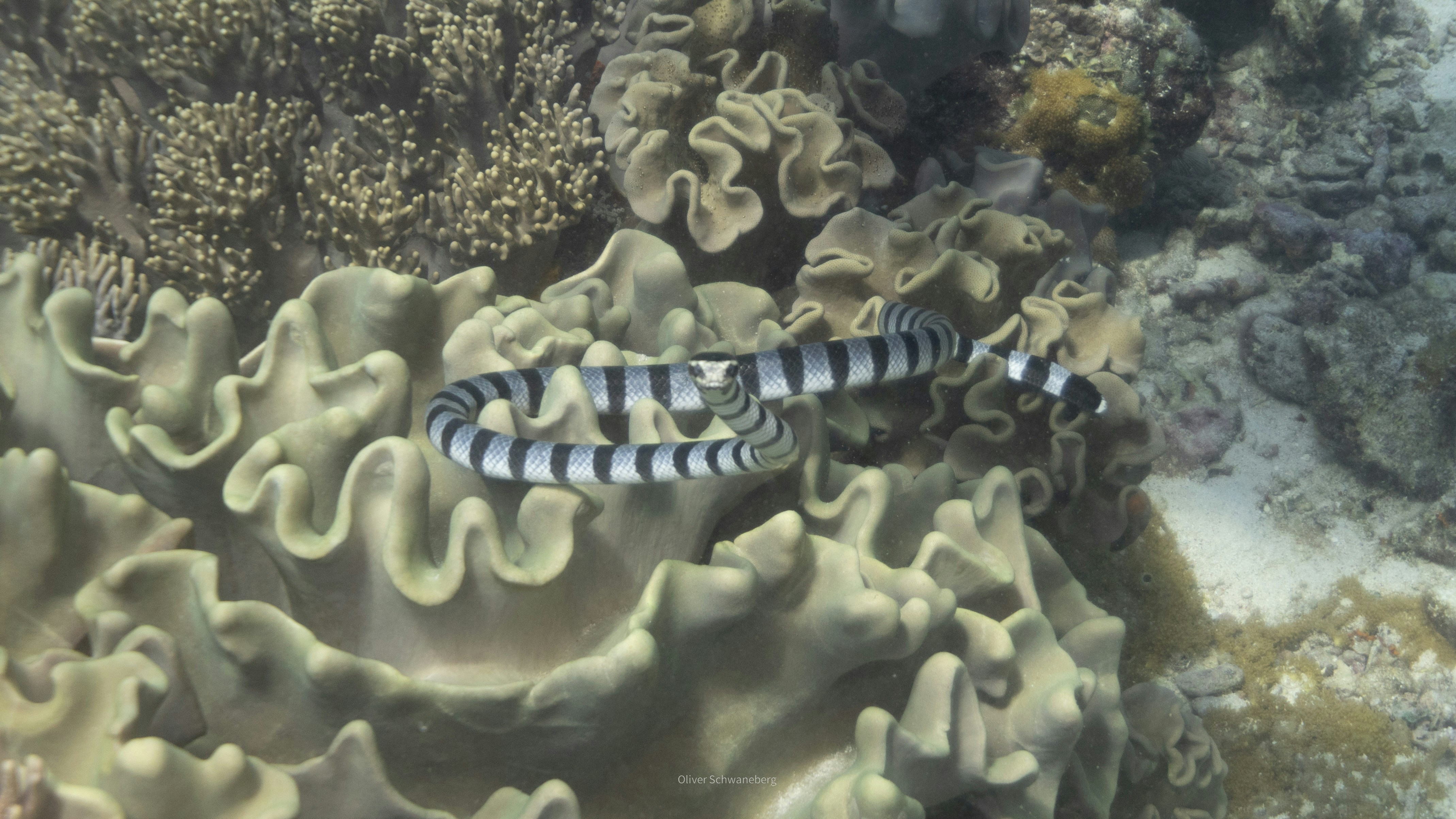 Coiled in Coral: A Striped Serpent Amid Ethereal Underwater Vegetation