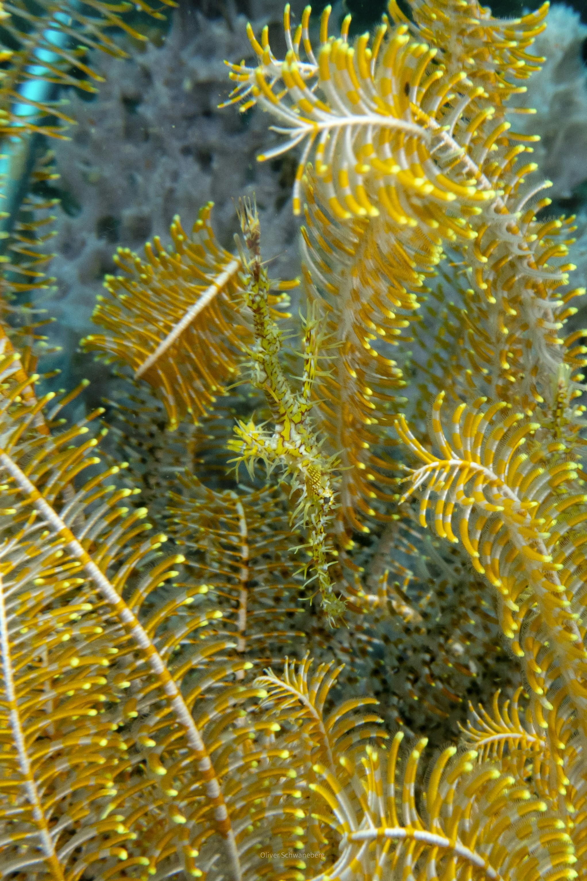 Golden Tentacles in a Quiet Undersea Forest