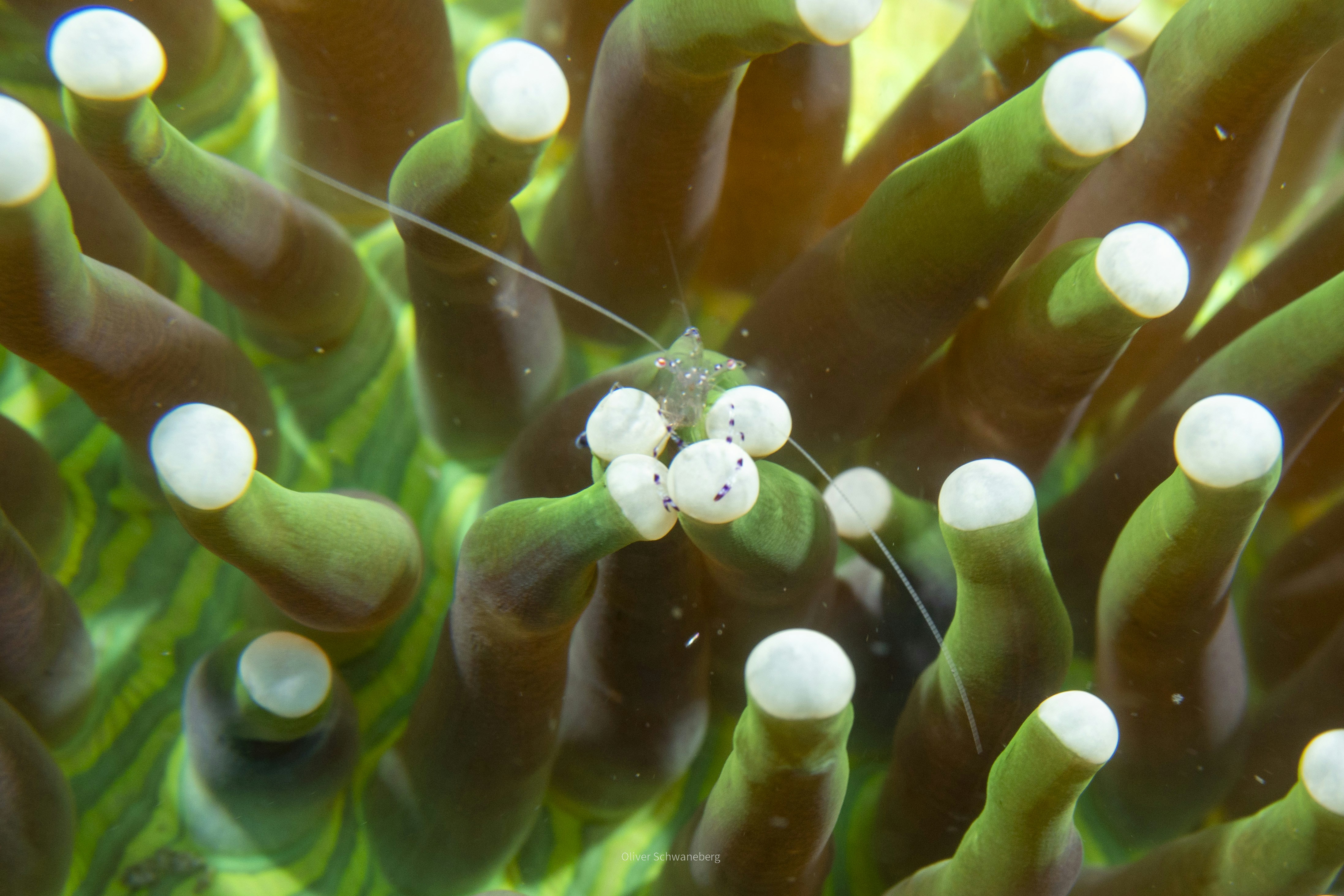 Sea Anemone Cathedral: Close-Up of Tentacle Tips in Turquoise Reef Light