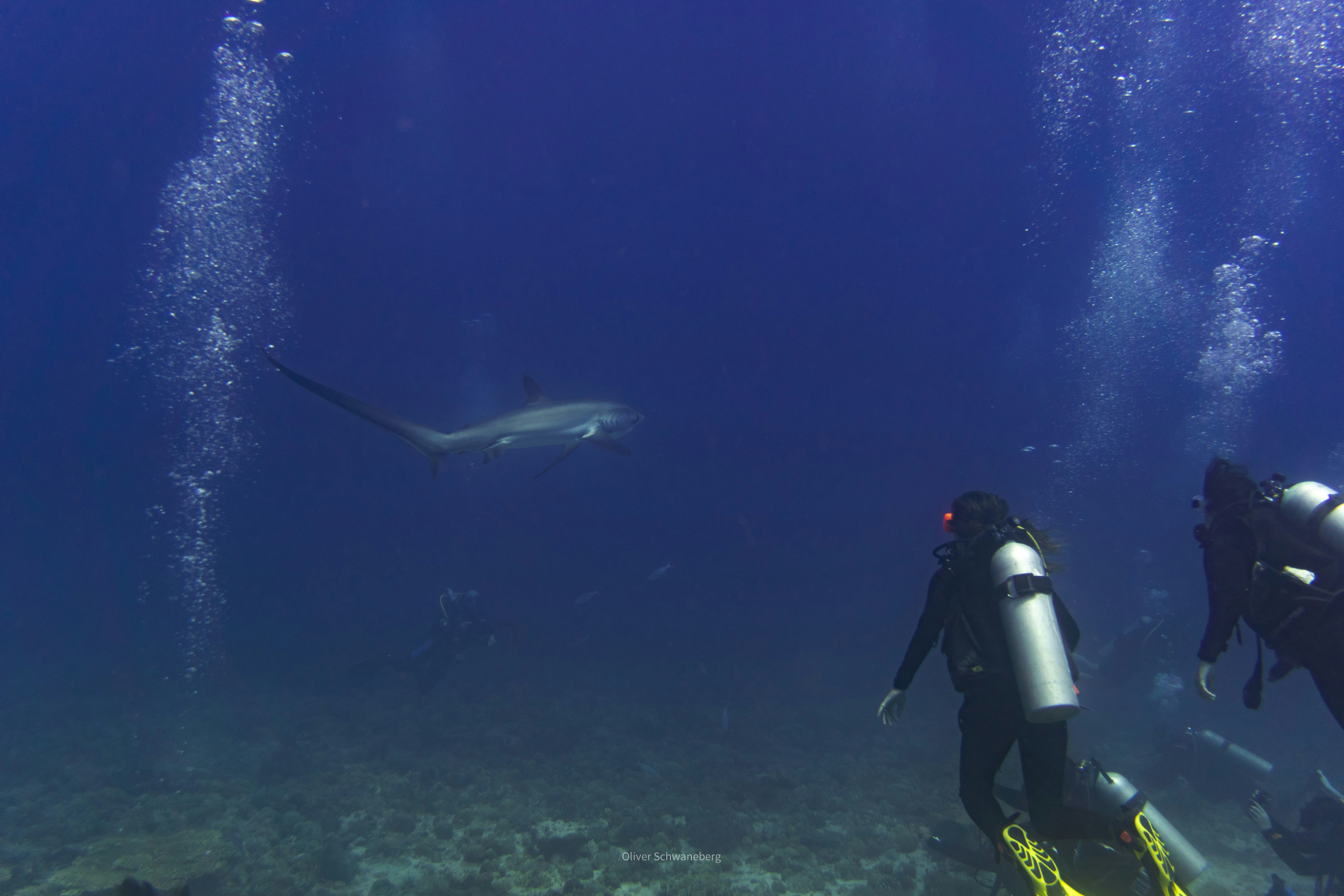 Diver Alert: a lone shark glides past a pair of divers underwater
