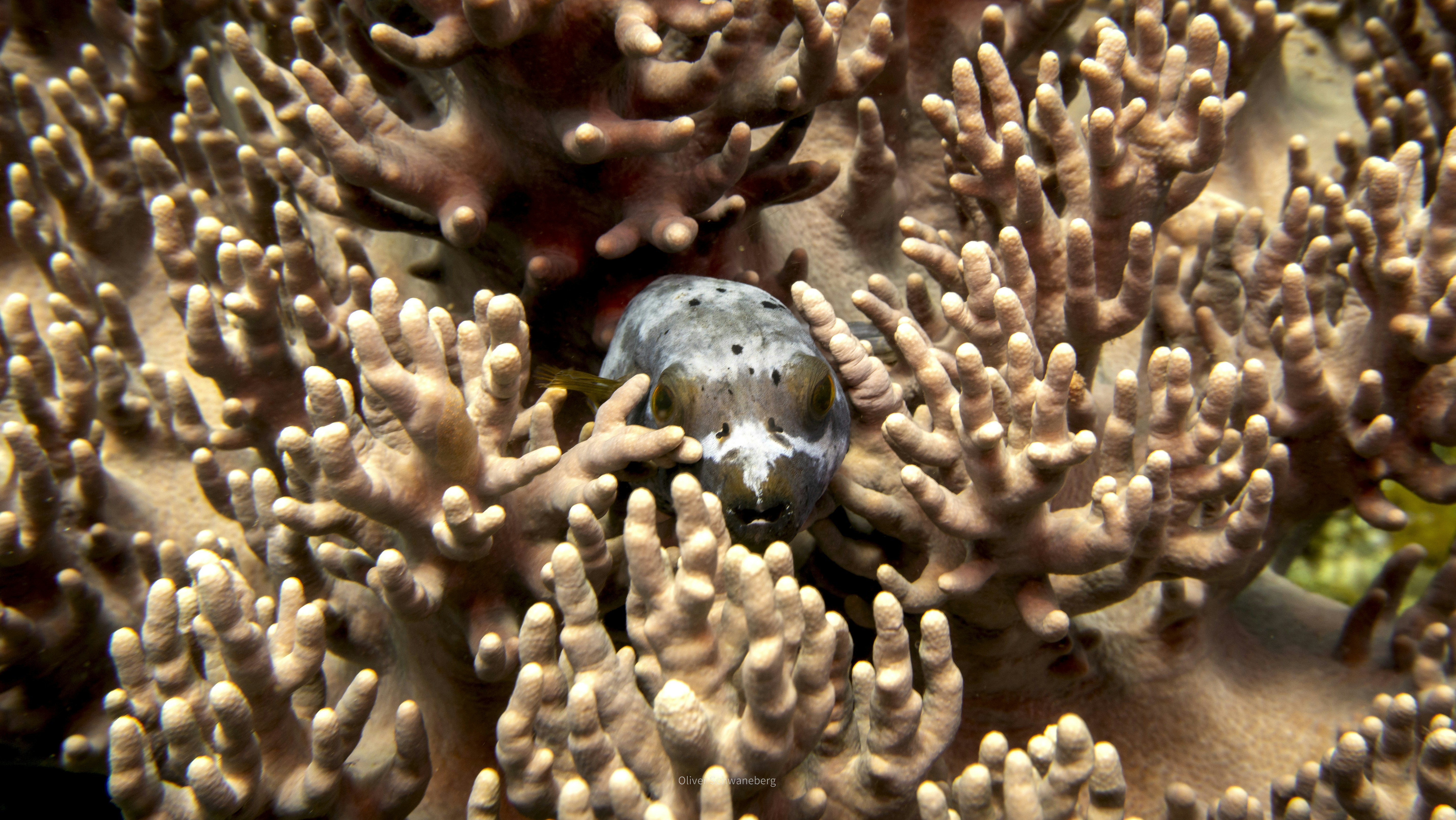 Underwater Kaleidoscope: Coral Arms cradle a Hidden Pearl